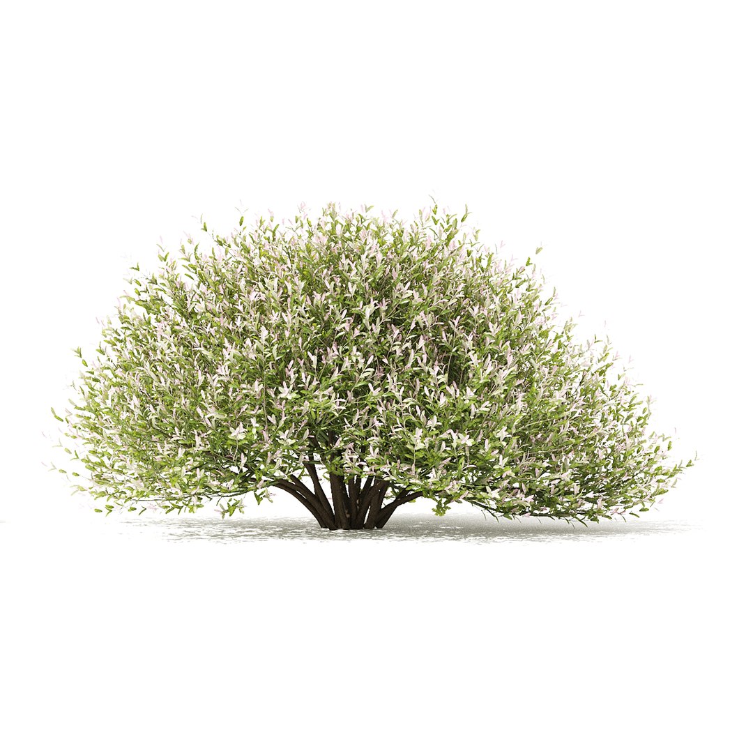 3D Salix Integra Hakuro-nishiki Bush - TurboSquid 1976225