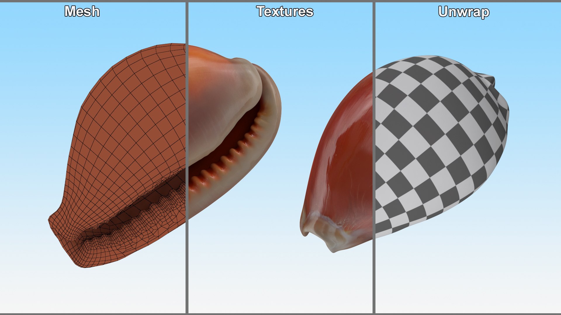 3D model Golden Cowrie Shell - TurboSquid 1998687