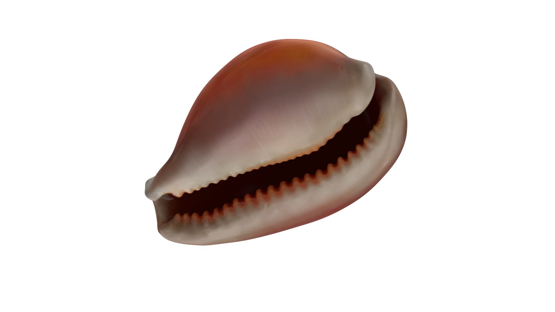 3D model Golden Cowrie Shell - TurboSquid 1998687