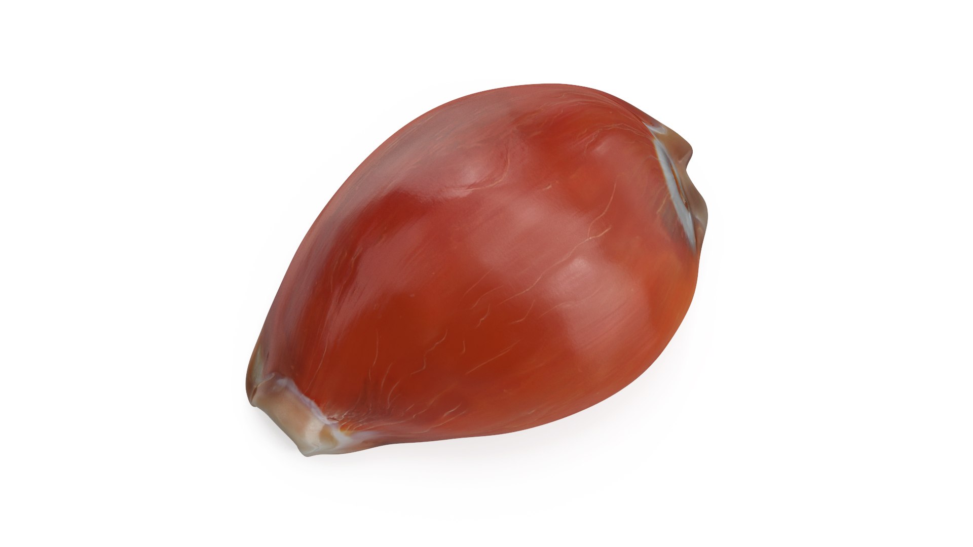 3D model Golden Cowrie Shell - TurboSquid 1998687