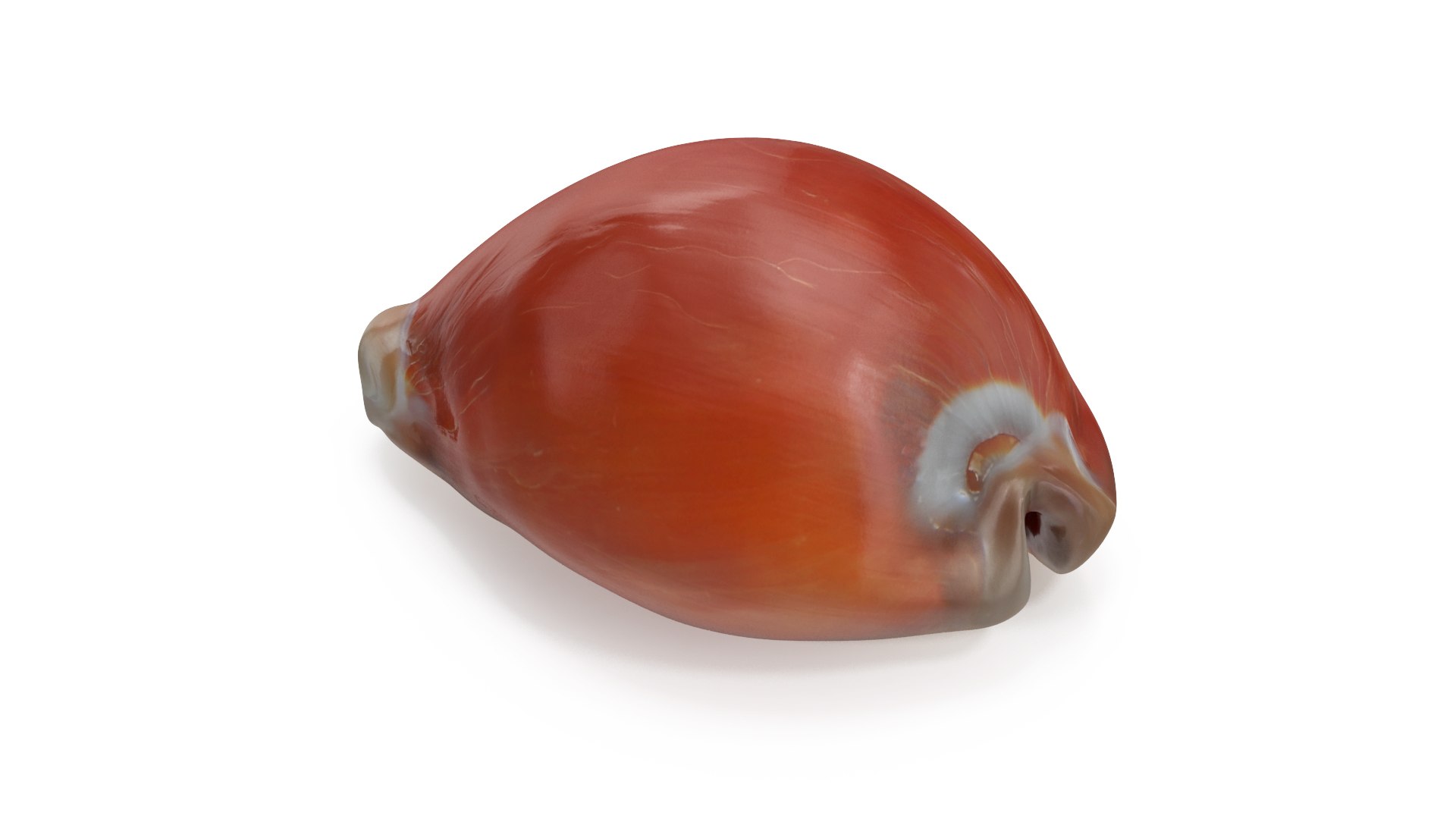 3D model Golden Cowrie Shell - TurboSquid 1998687