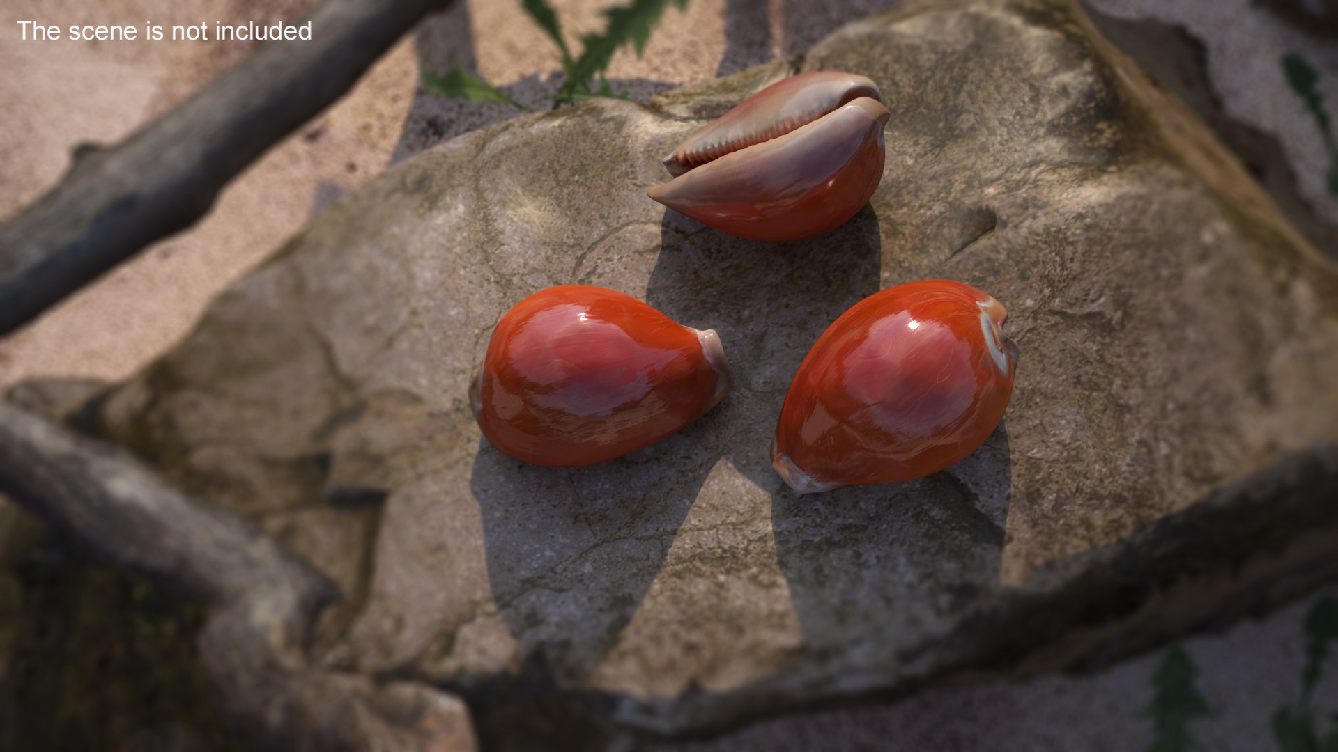 3D model Golden Cowrie Shell - TurboSquid 1998687