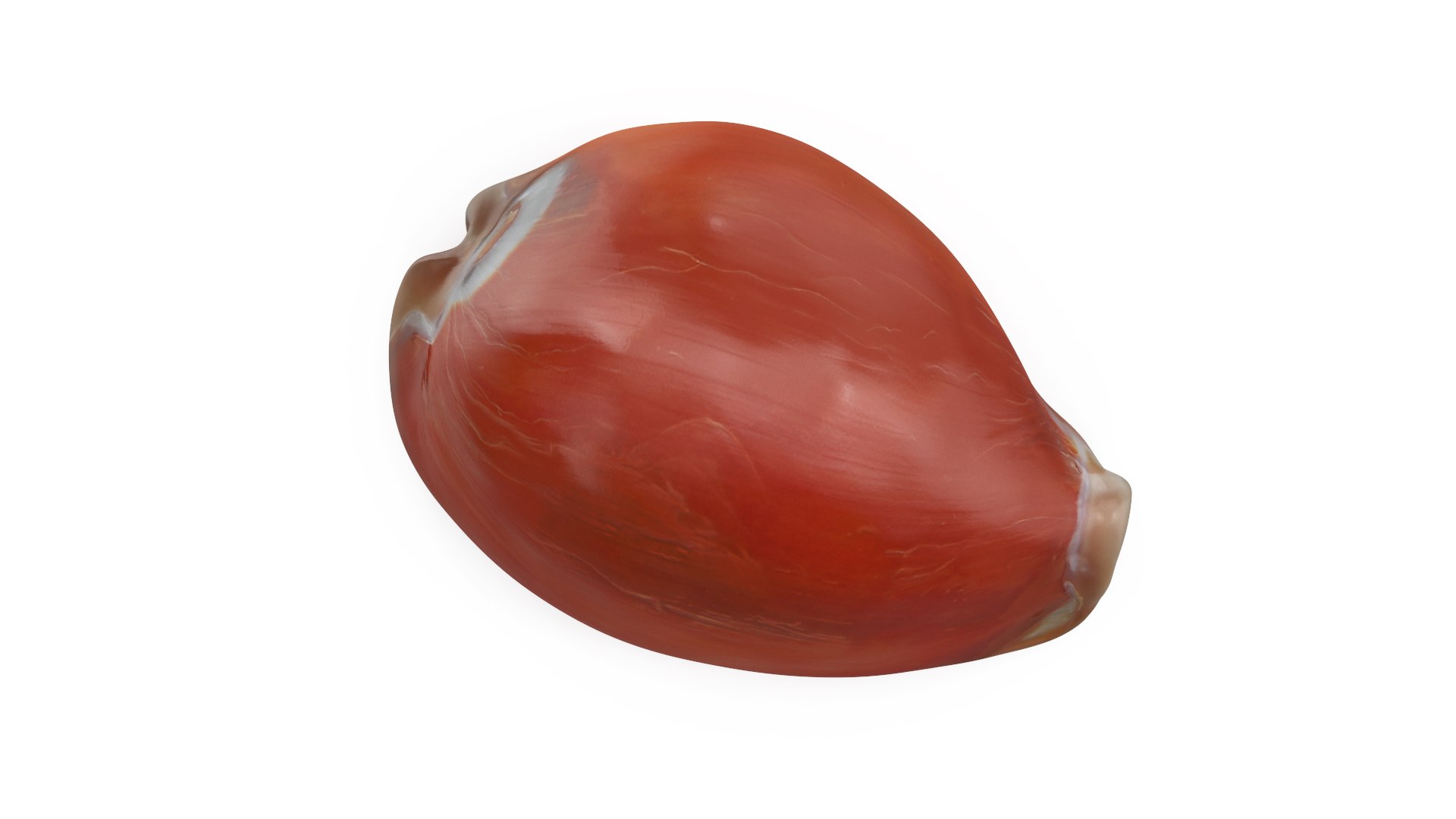 3D model Golden Cowrie Shell - TurboSquid 1998687