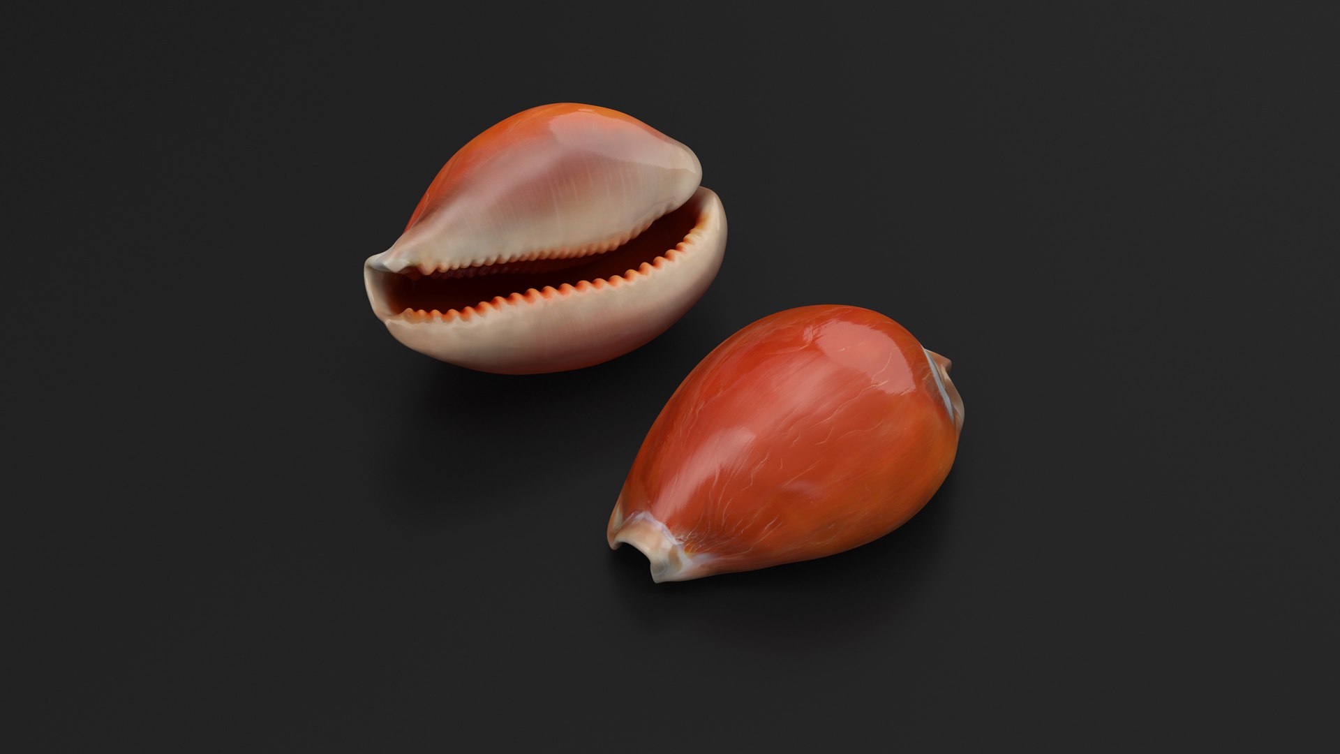 3D model Golden Cowrie Shell - TurboSquid 1998687