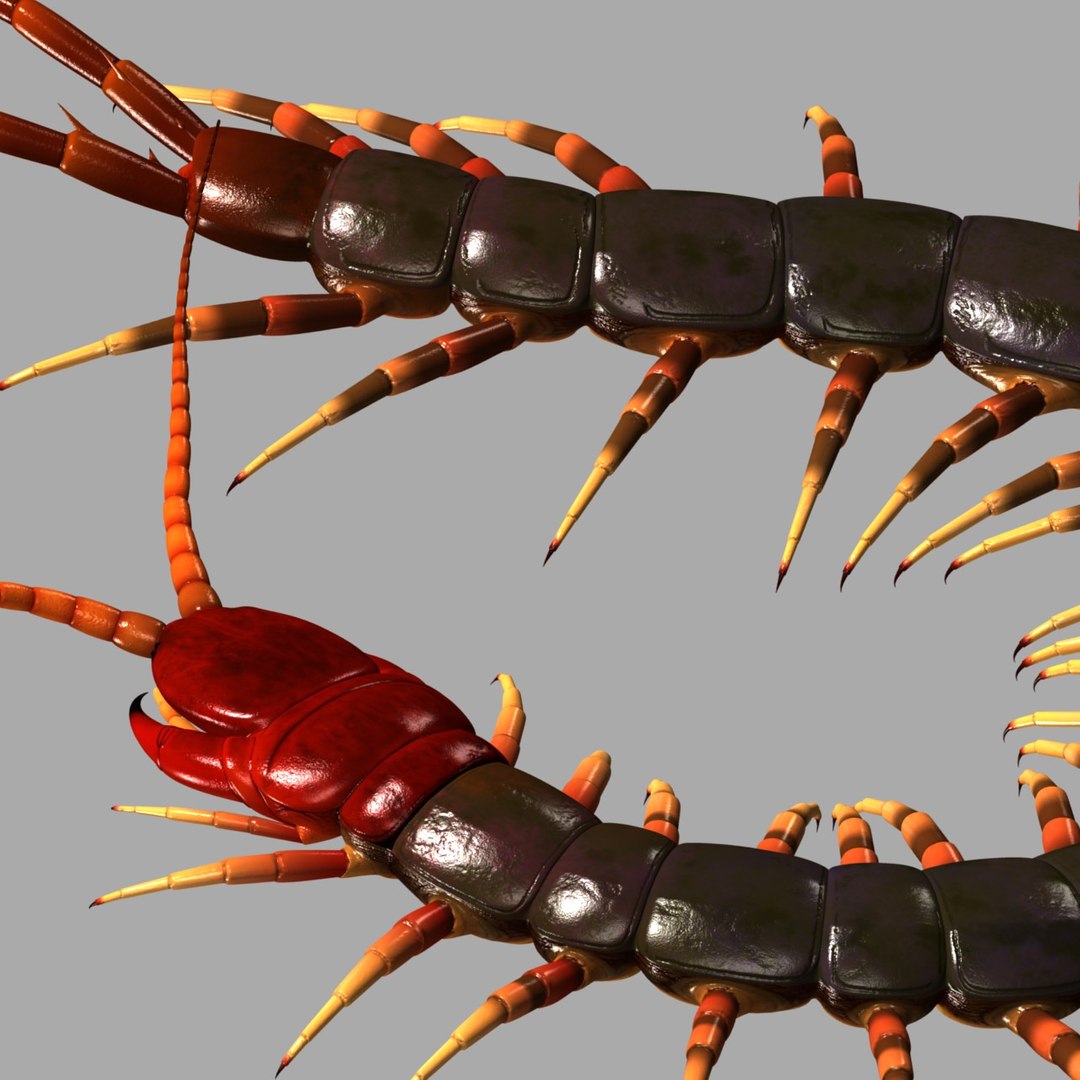 3d Model Centipede