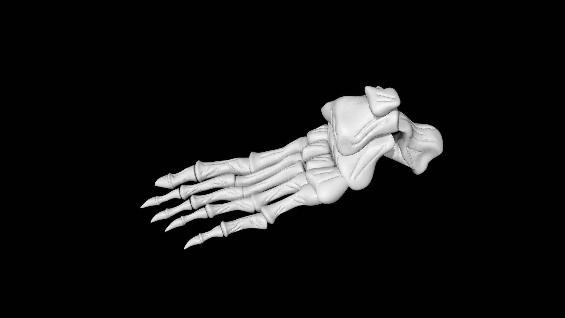Skeletal Foot 3D Model - TurboSquid 1891144
