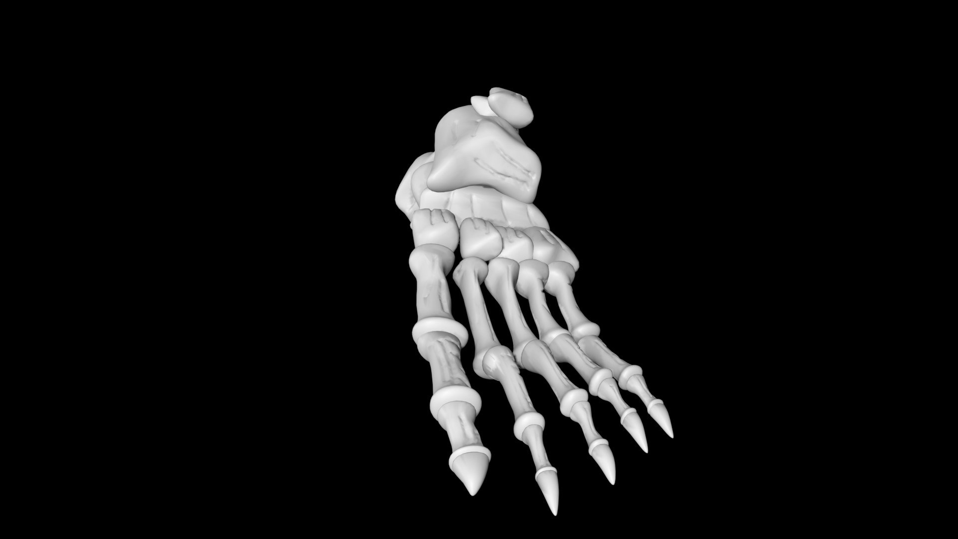 Skeletal Foot 3D Model - TurboSquid 1891144