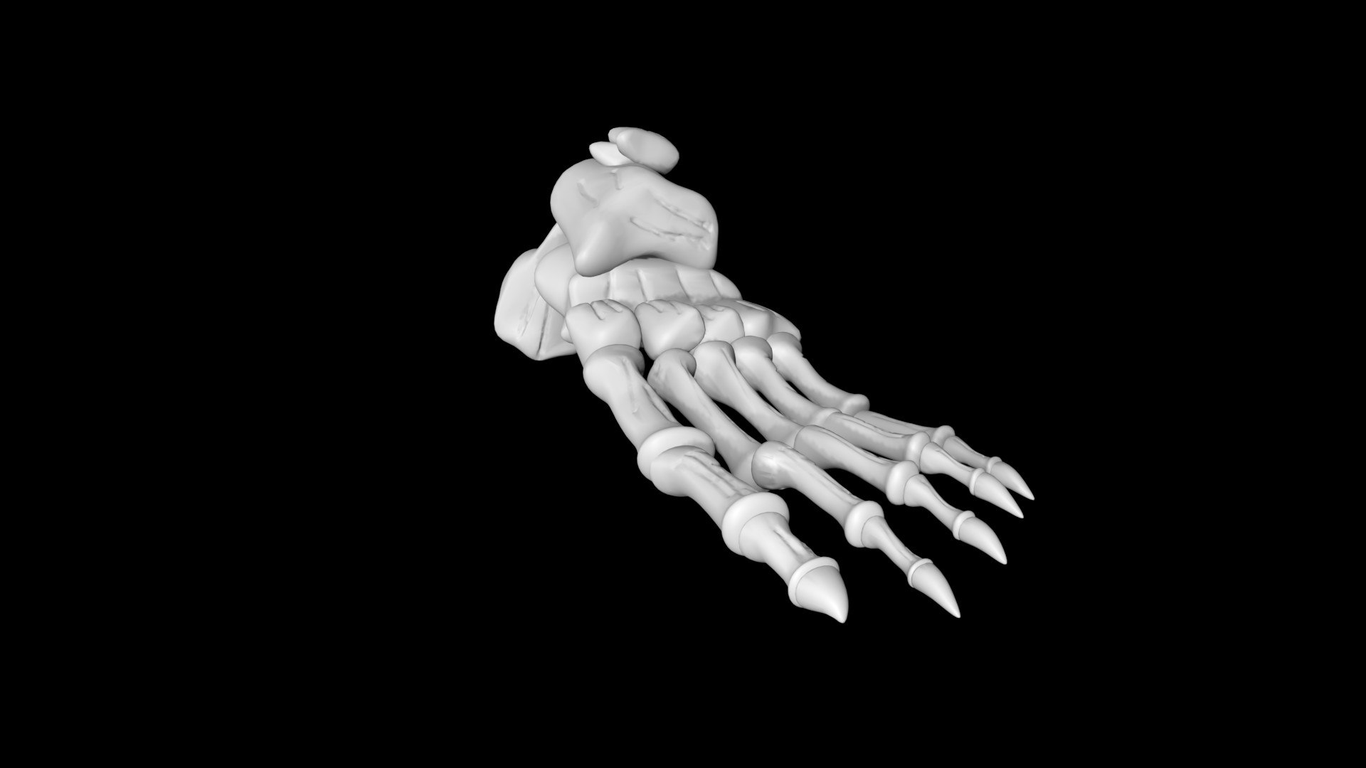 Skeletal Foot 3D Model - TurboSquid 1891144
