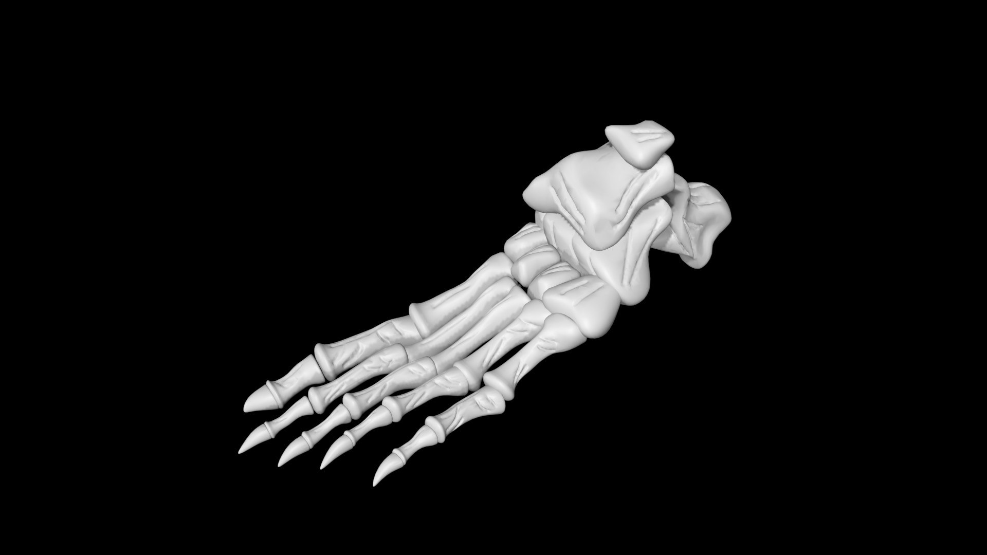 Skeletal Foot 3D Model - TurboSquid 1891144