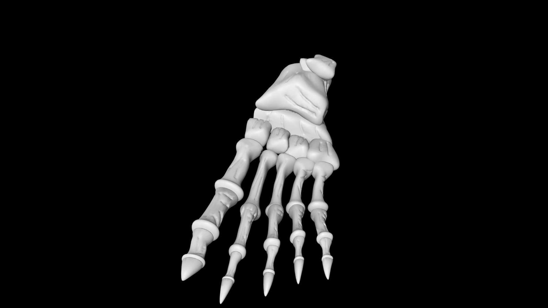 Skeletal Foot 3D Model - TurboSquid 1891144