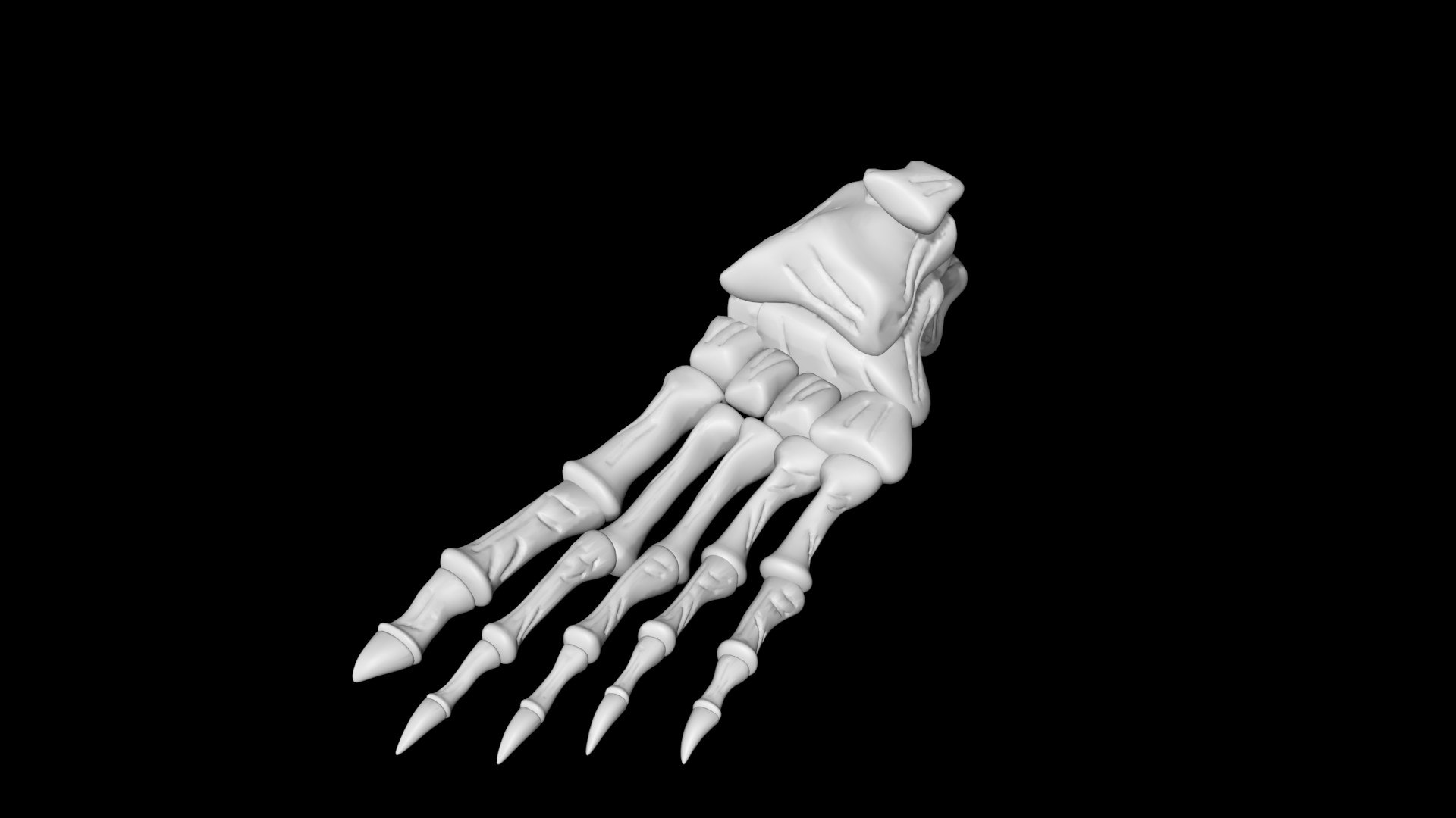 Skeletal Foot 3D Model - TurboSquid 1891144