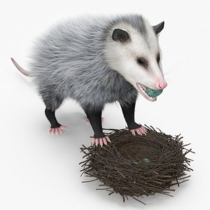 Download Free & Premium Bird S Nest 3D Models | TurboSquid