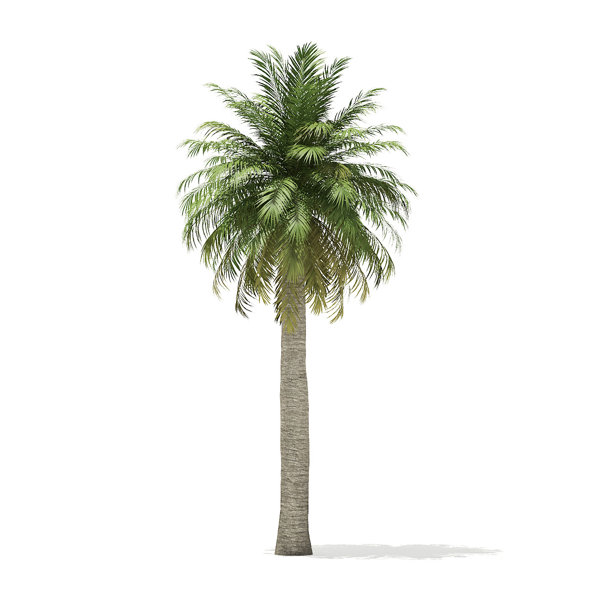 3D palm trees model - TurboSquid 1387181