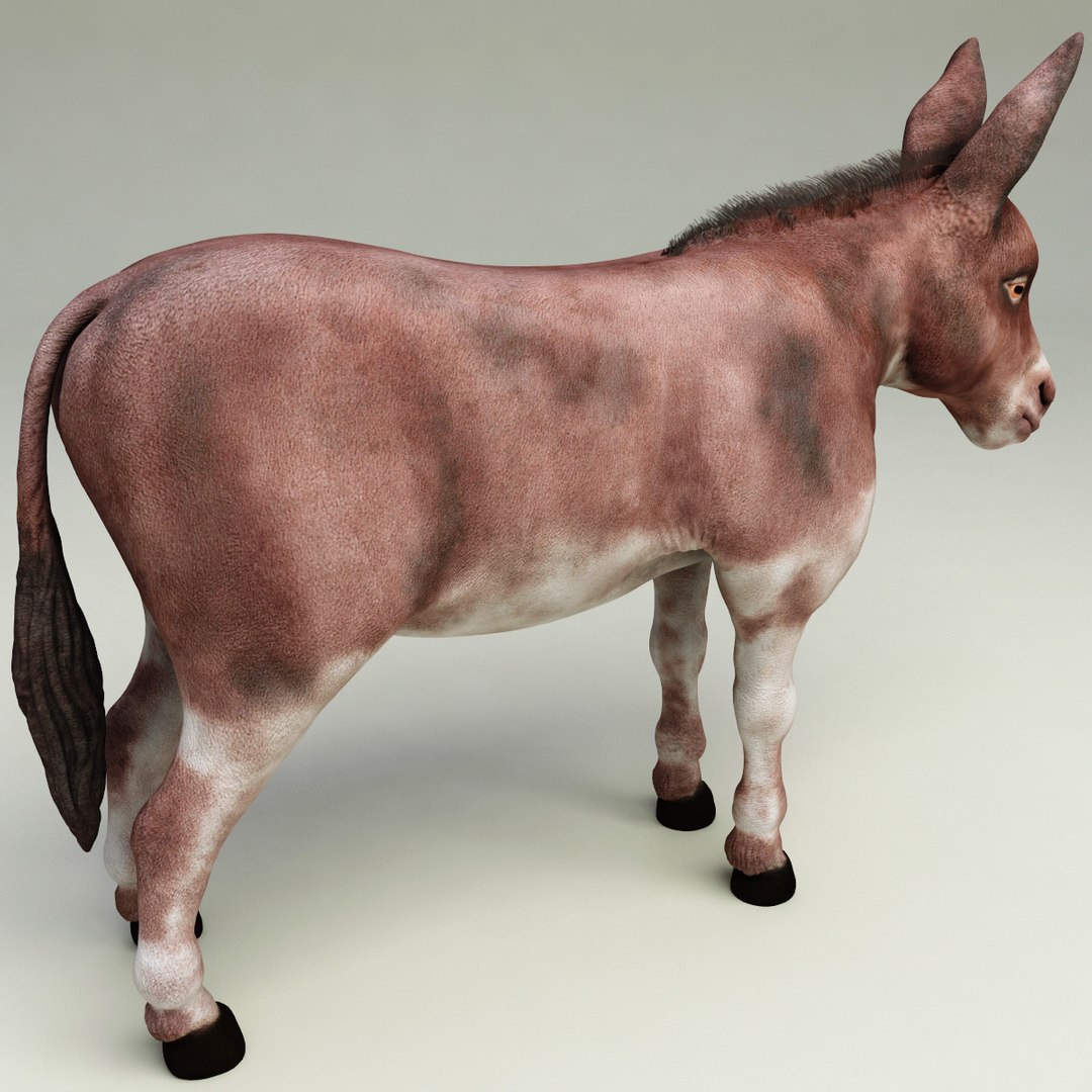3d Model Donkey Modelled