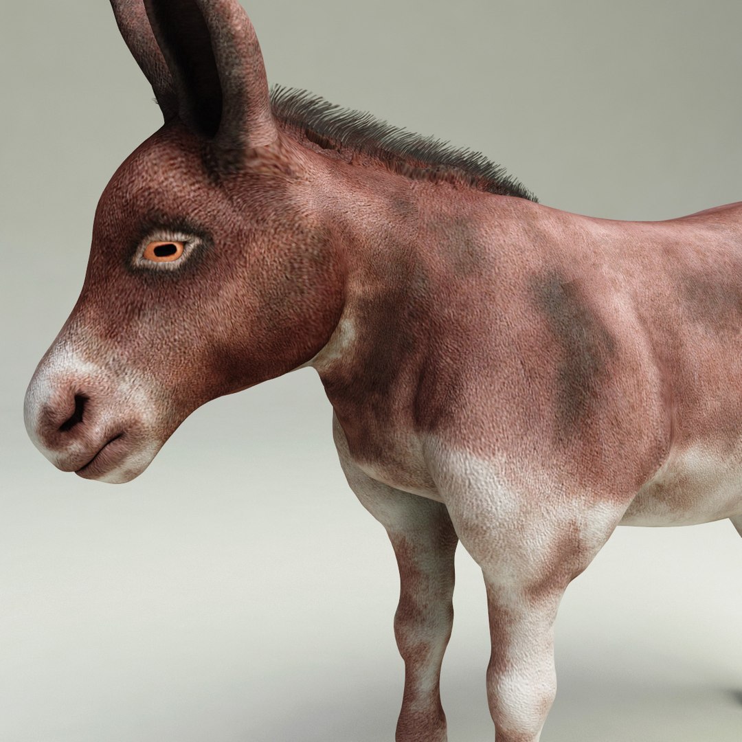 3d Model Donkey Modelled
