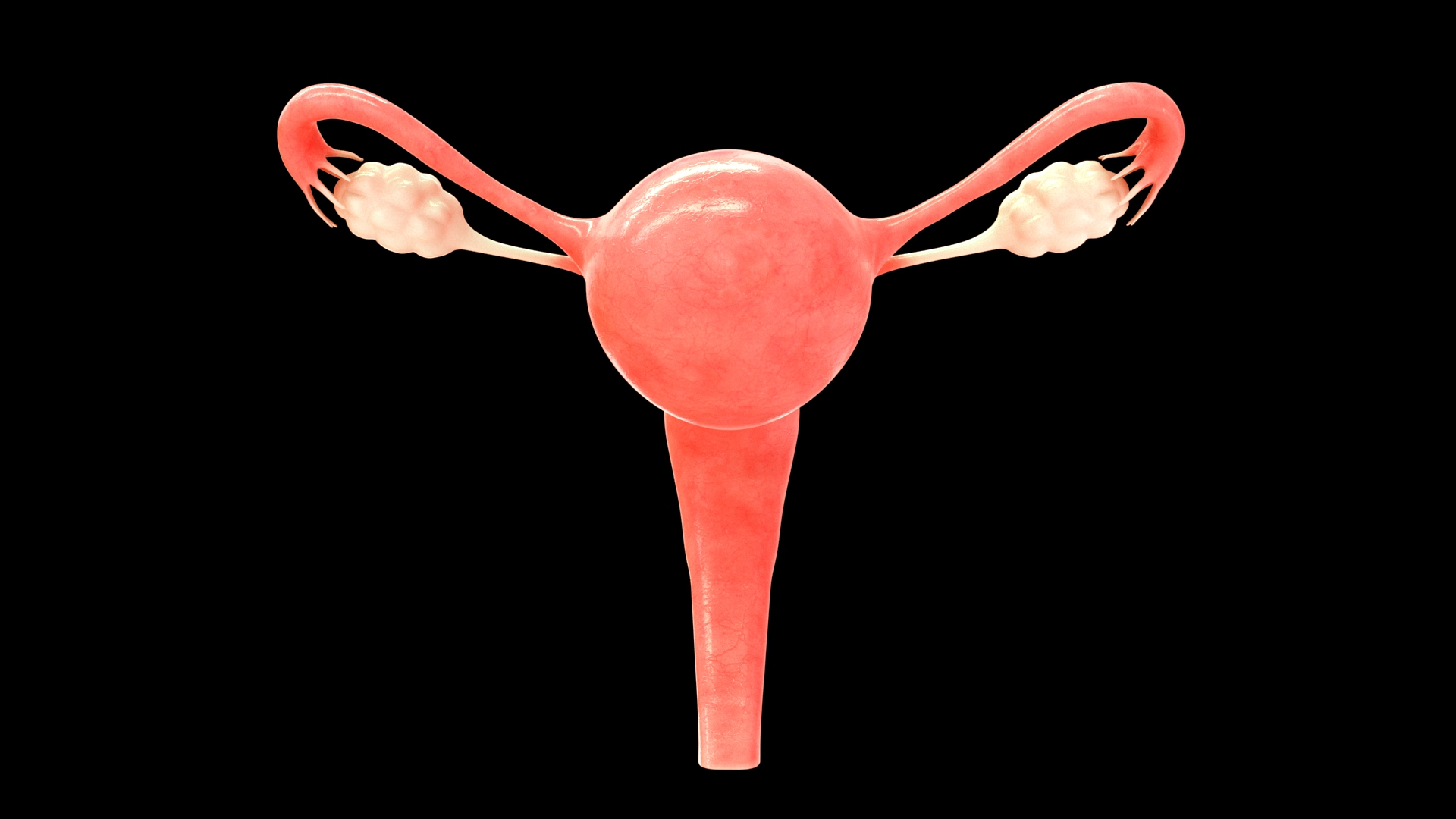 Female Reproductive System Model - TurboSquid 2309896