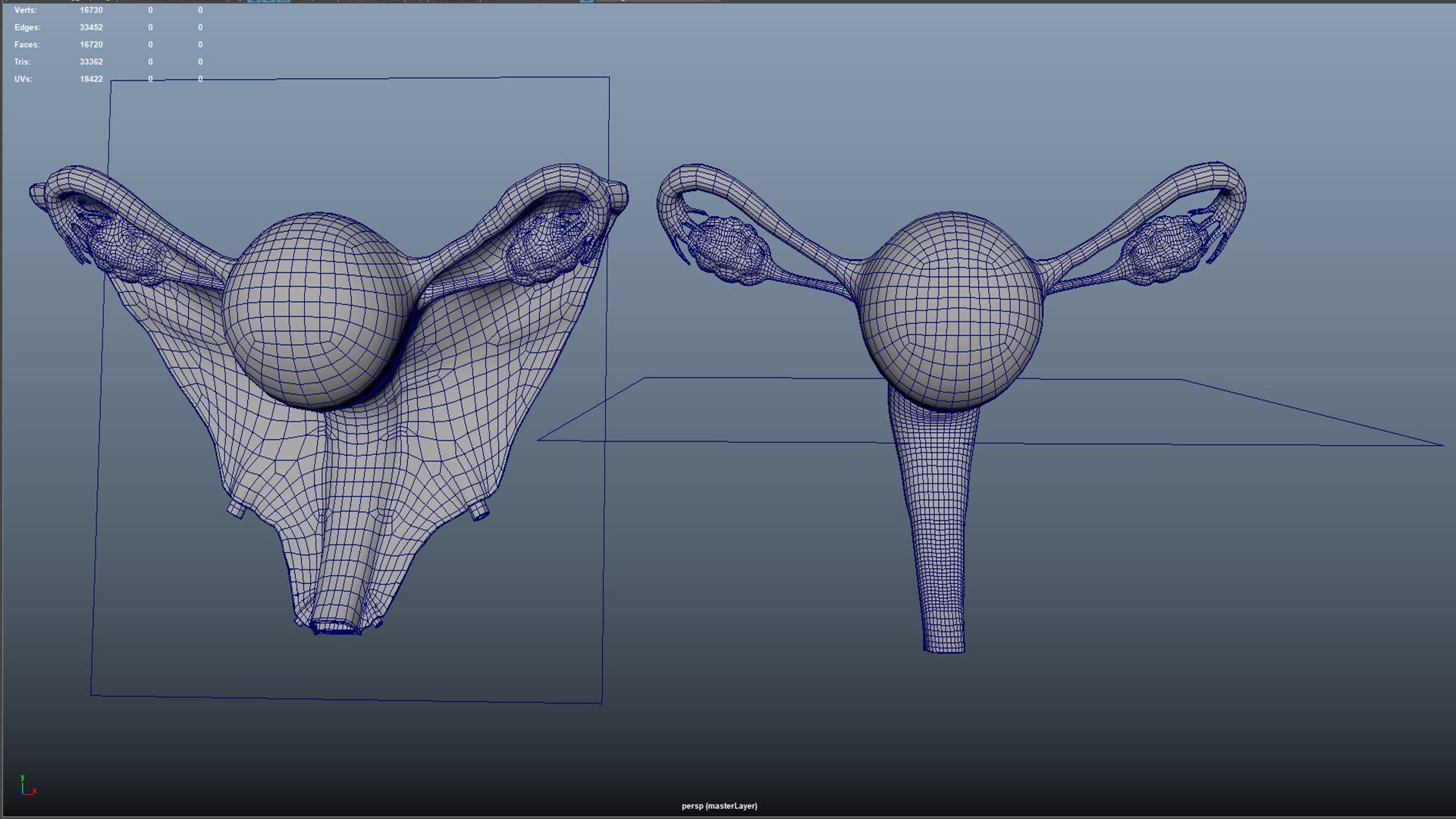 Female Reproductive System Model - TurboSquid 2309896
