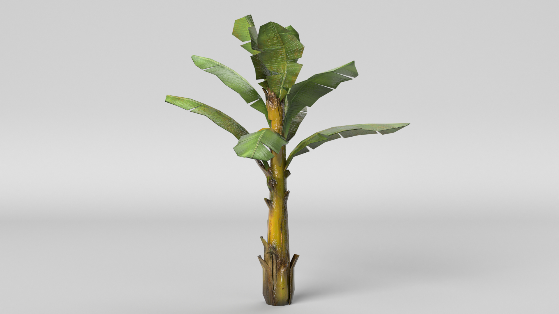 3D model Banana Tree - TurboSquid 1766568