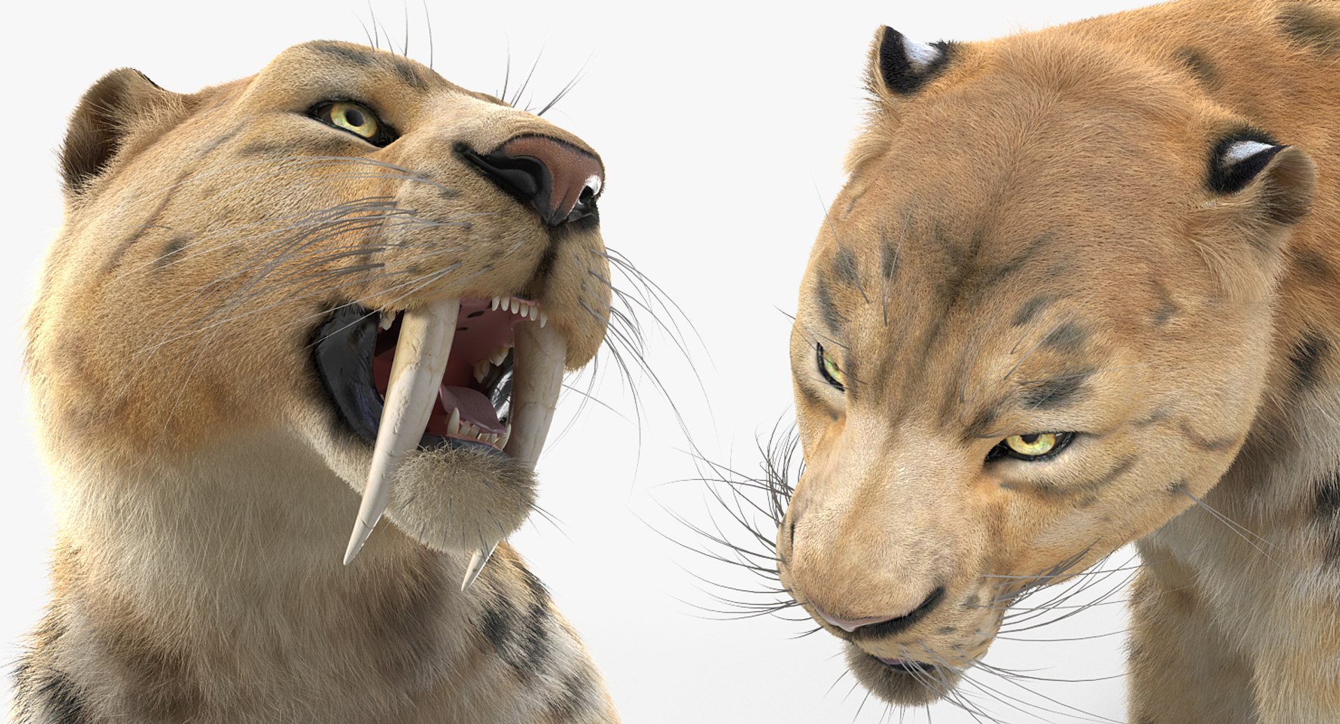 3D Saber Tooth Tiger Walking - TurboSquid 1329679