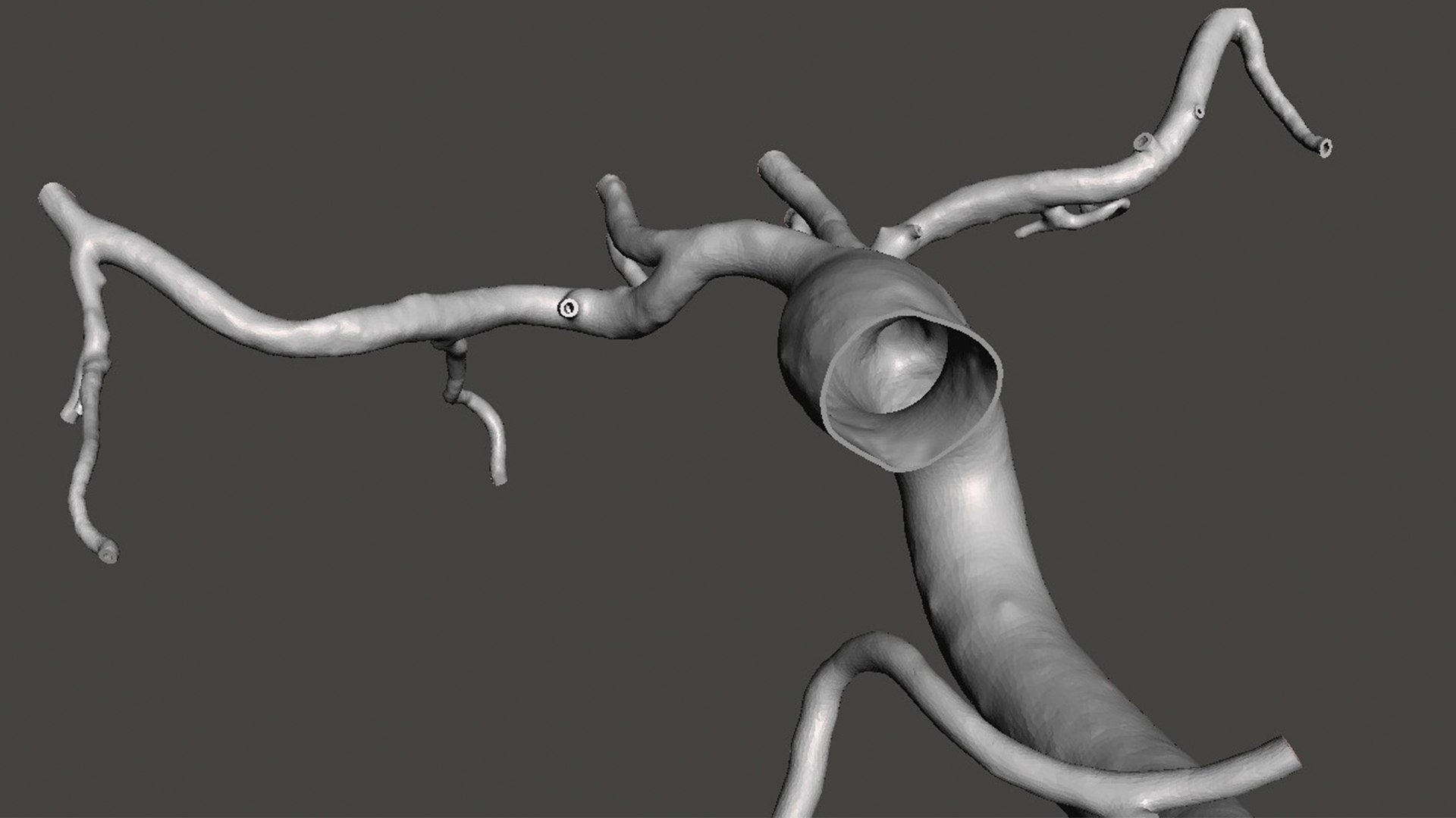 Aorta With Arteries 3D Model - TurboSquid 2125543