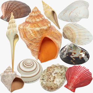 3D Seashell 3D print - TurboSquid 1873756