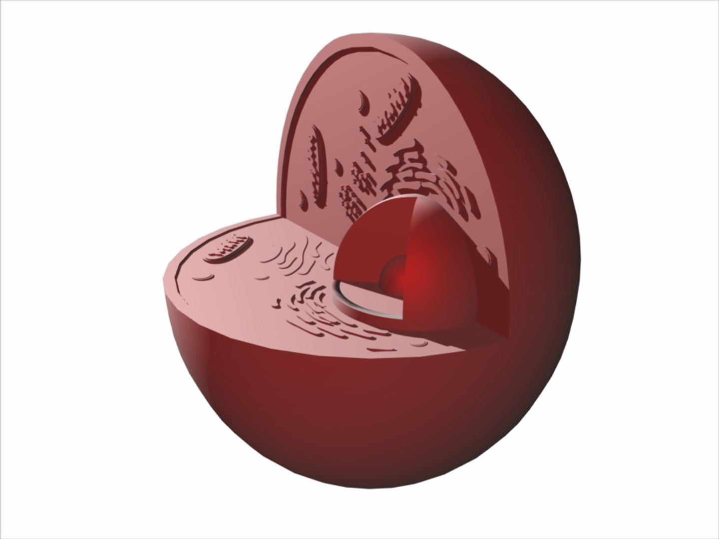 eukaryotic animal cell 3d 3ds
