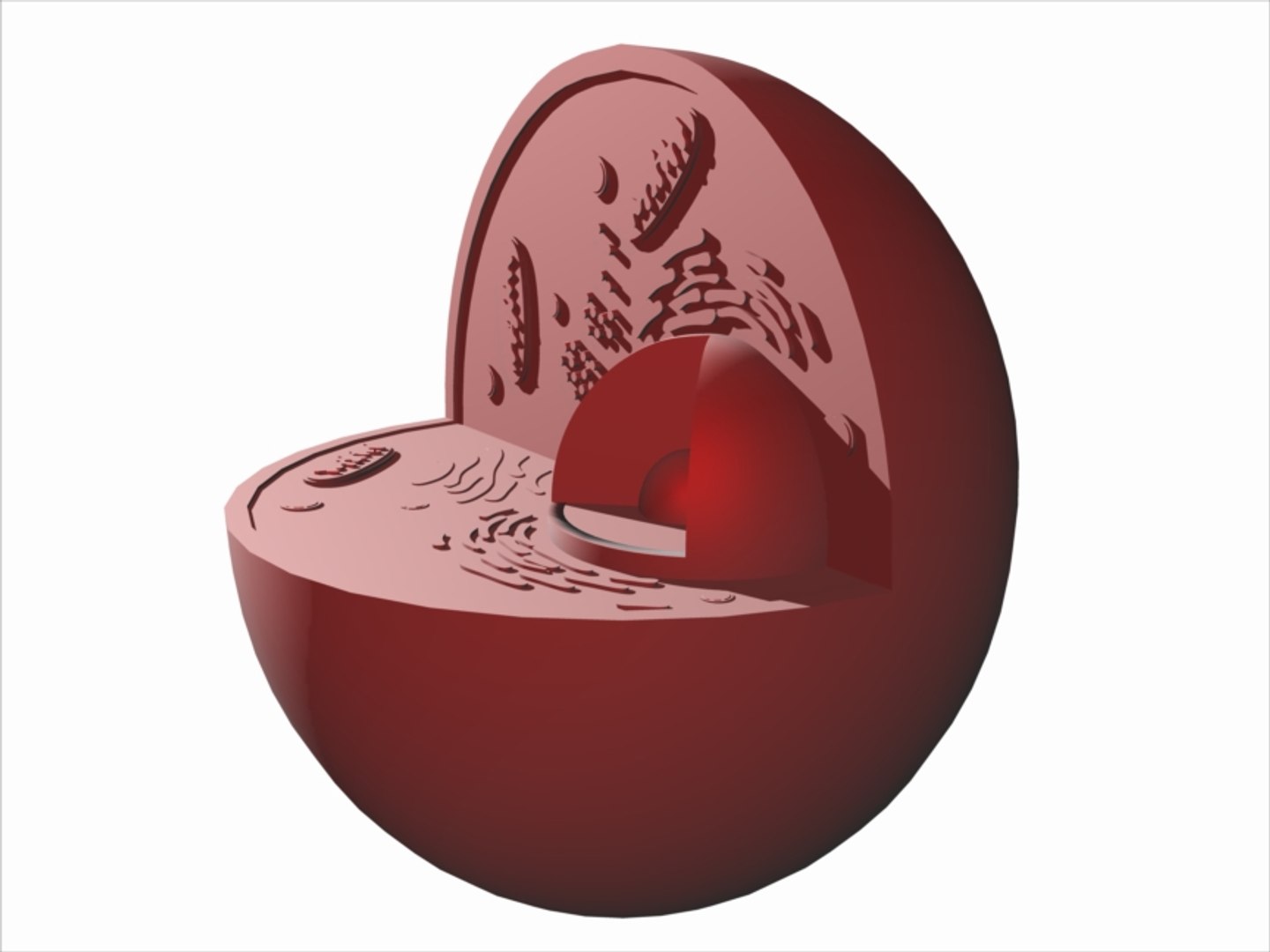 eukaryotic animal cell 3d 3ds