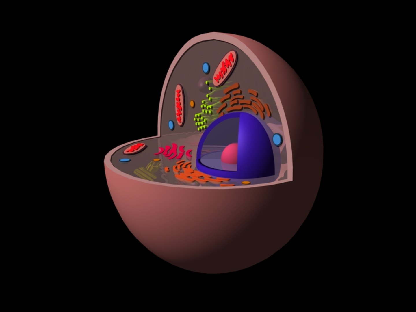 eukaryotic animal cell 3d 3ds