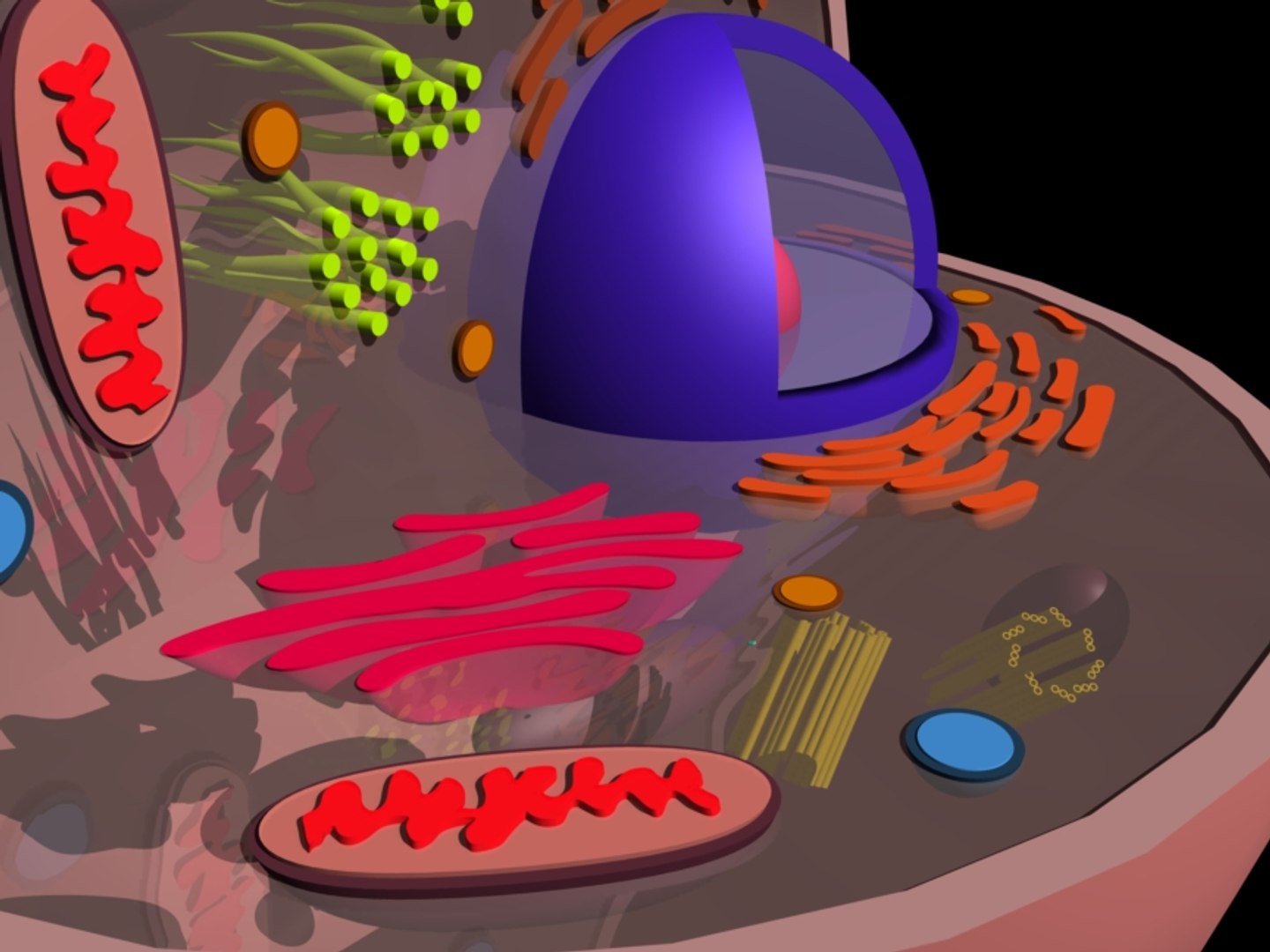 eukaryotic animal cell 3d 3ds