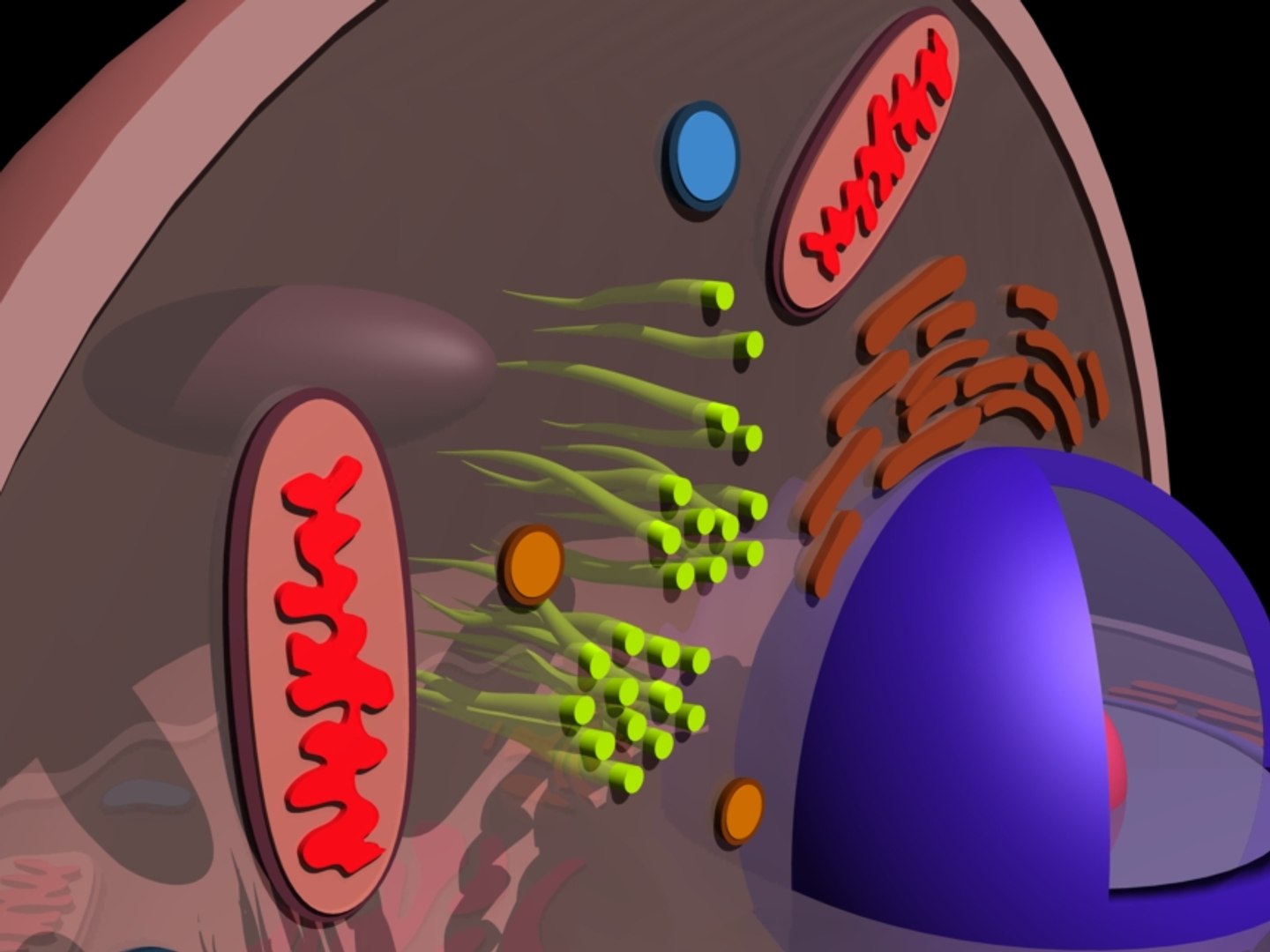eukaryotic animal cell 3d 3ds