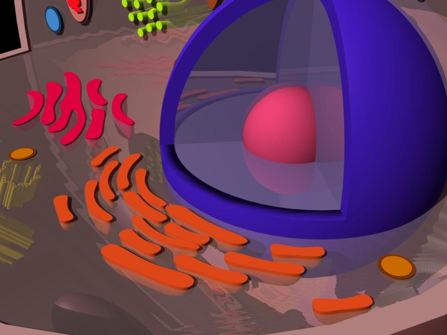 eukaryotic animal cell 3d 3ds
