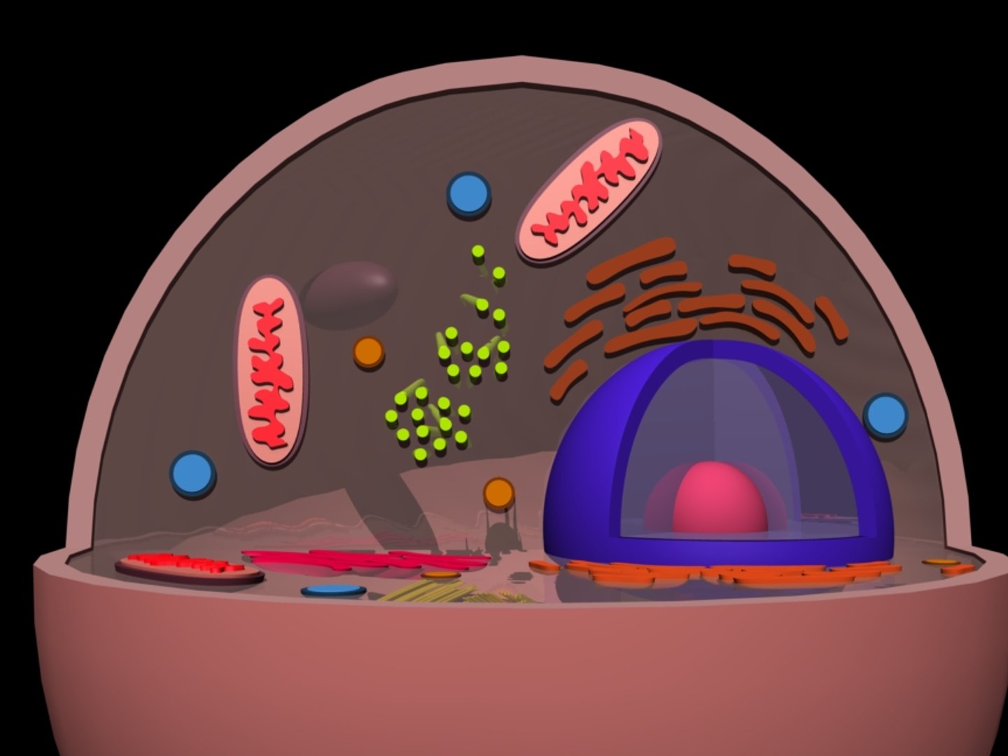 eukaryotic animal cell 3d 3ds