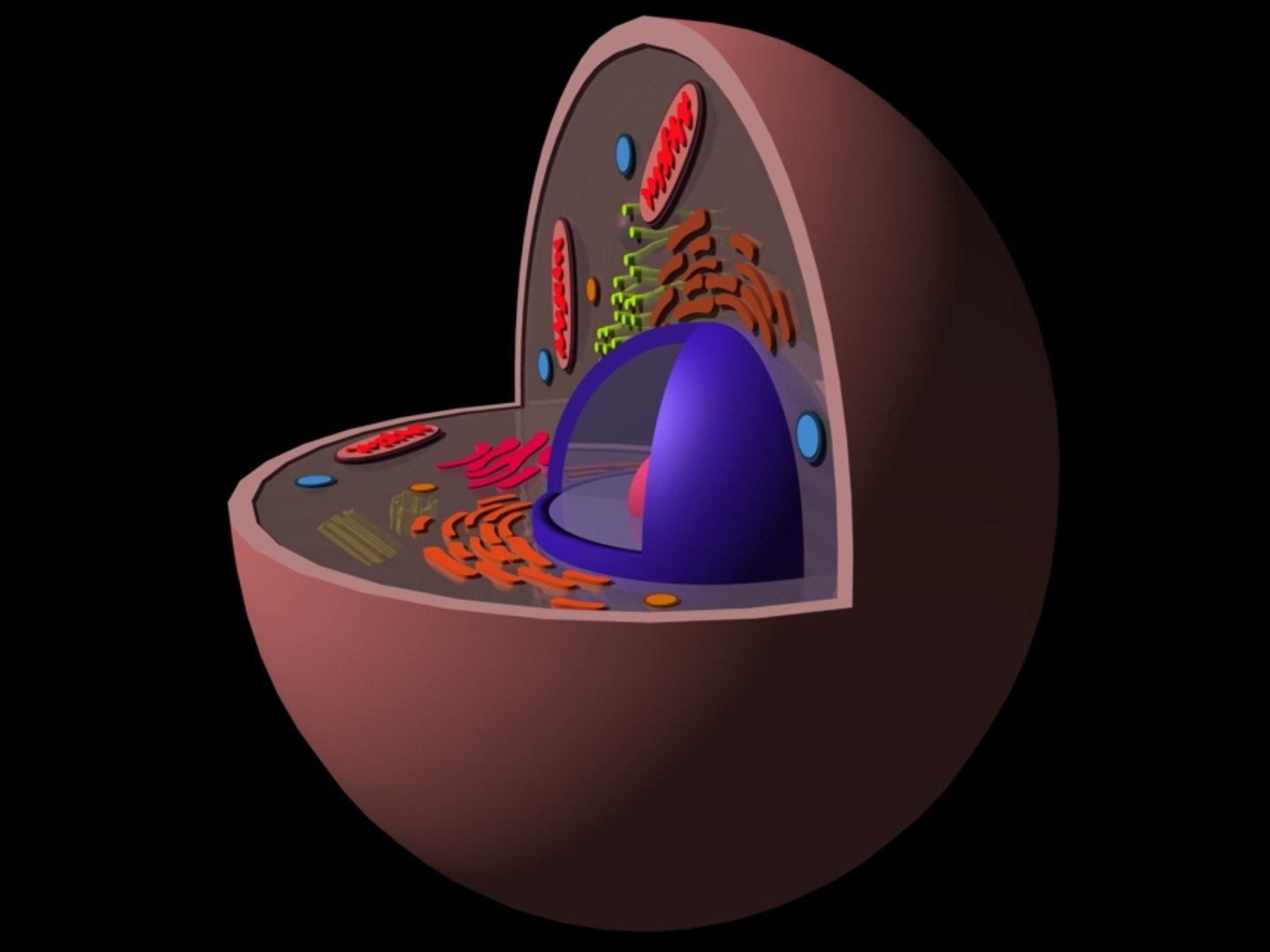 eukaryotic animal cell 3d 3ds
