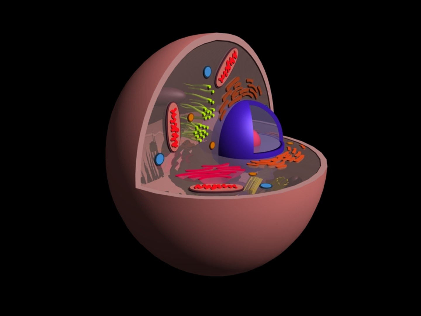eukaryotic animal cell 3d 3ds