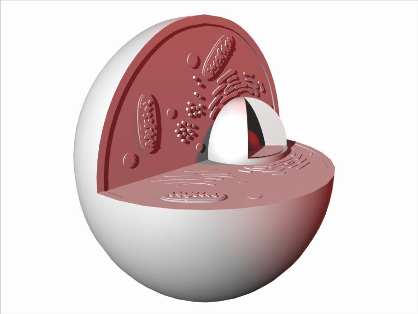 eukaryotic animal cell 3d 3ds