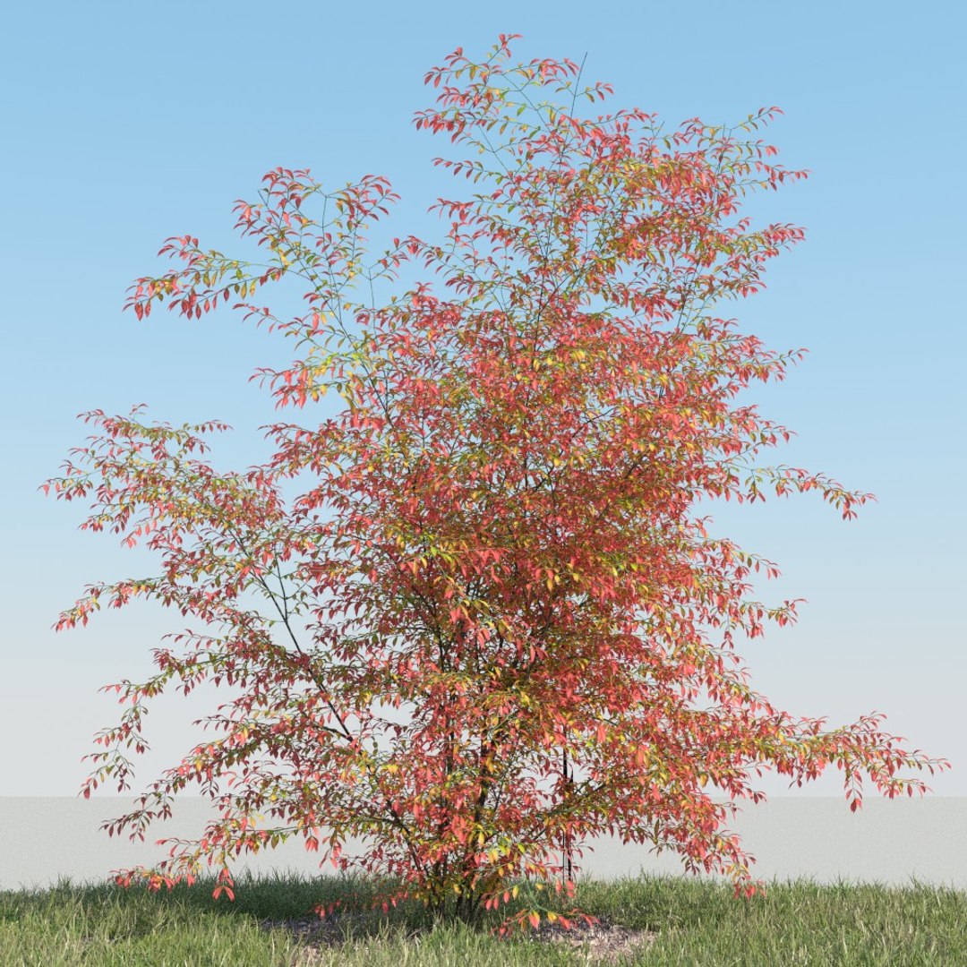 3d shrub autumn