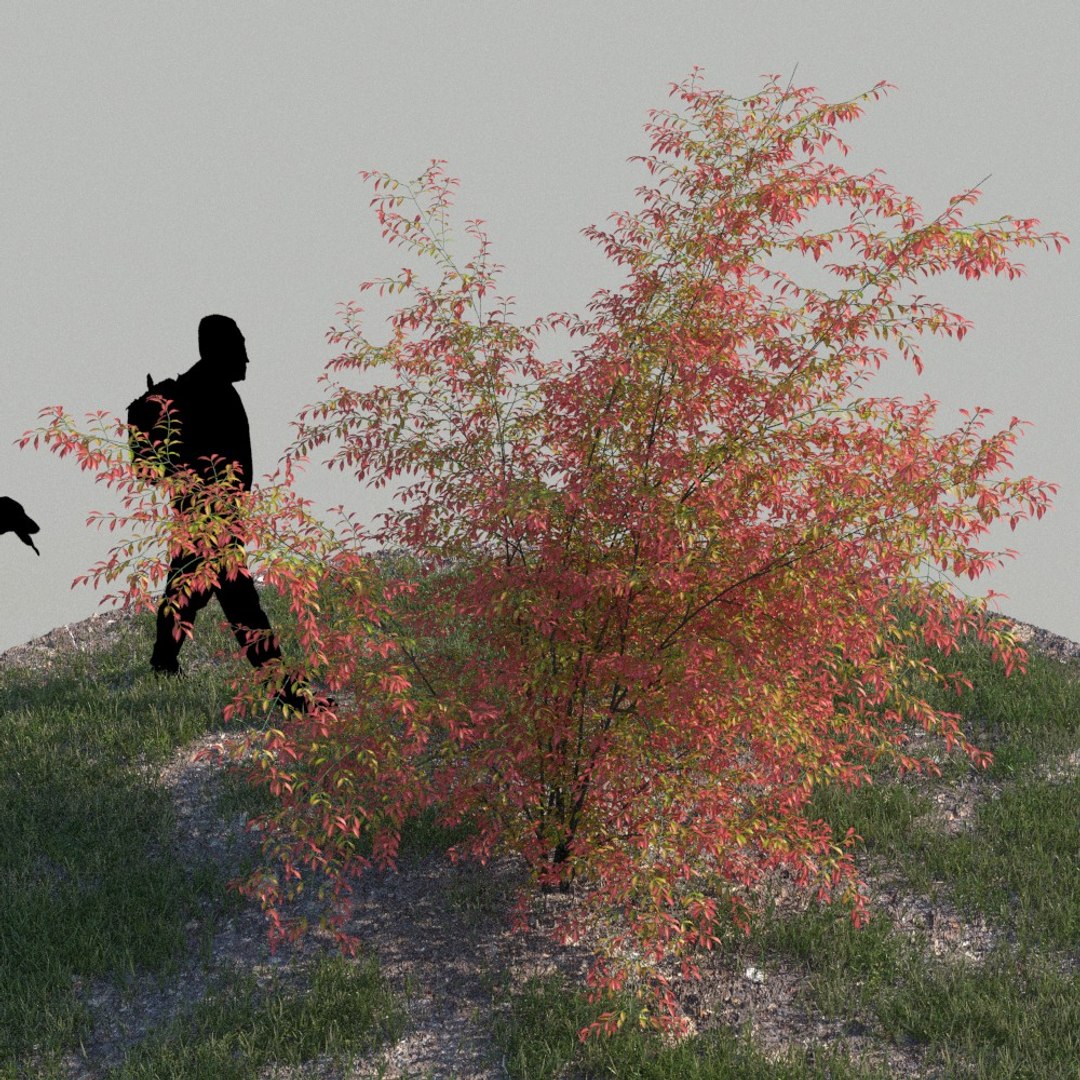 3d shrub autumn