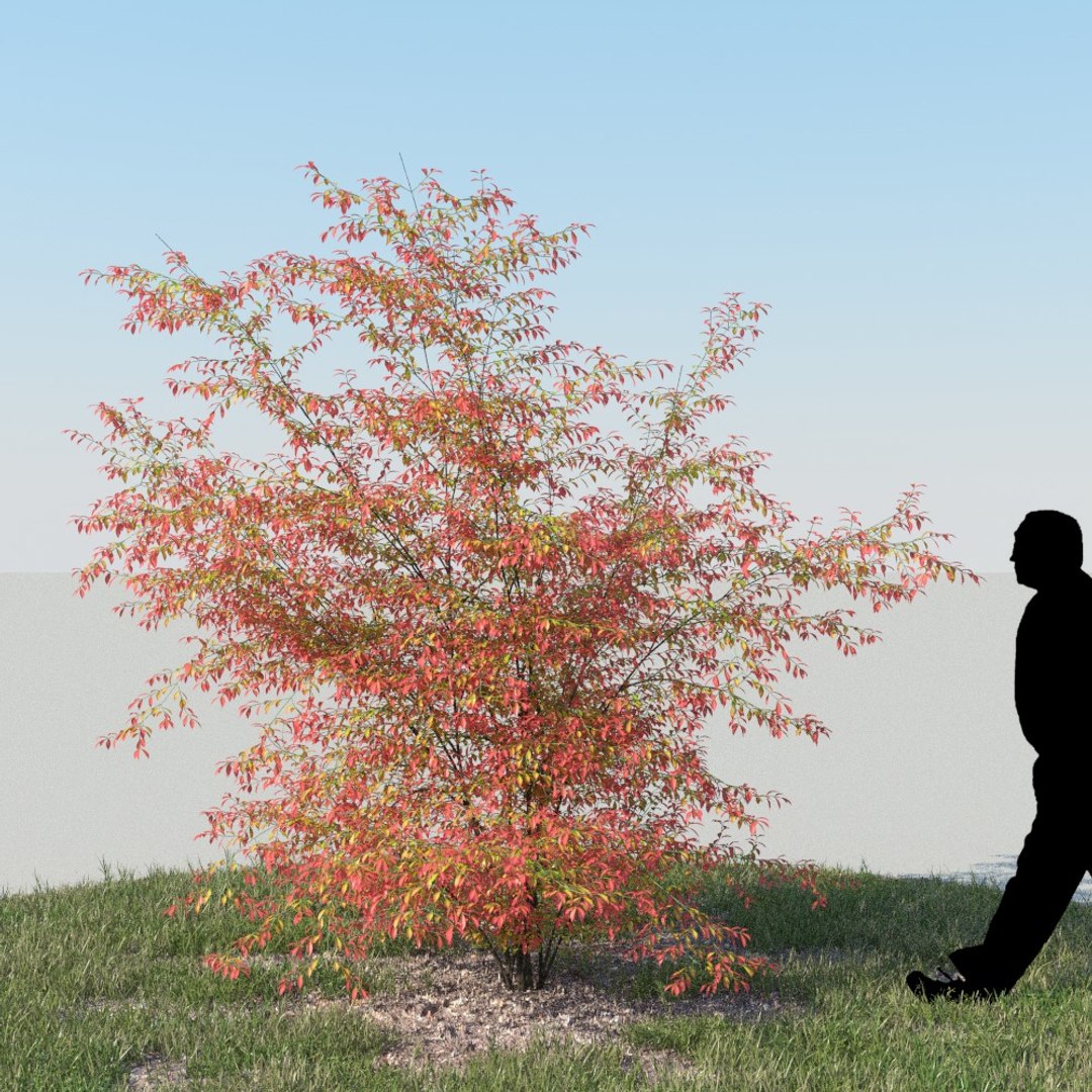 3d shrub autumn