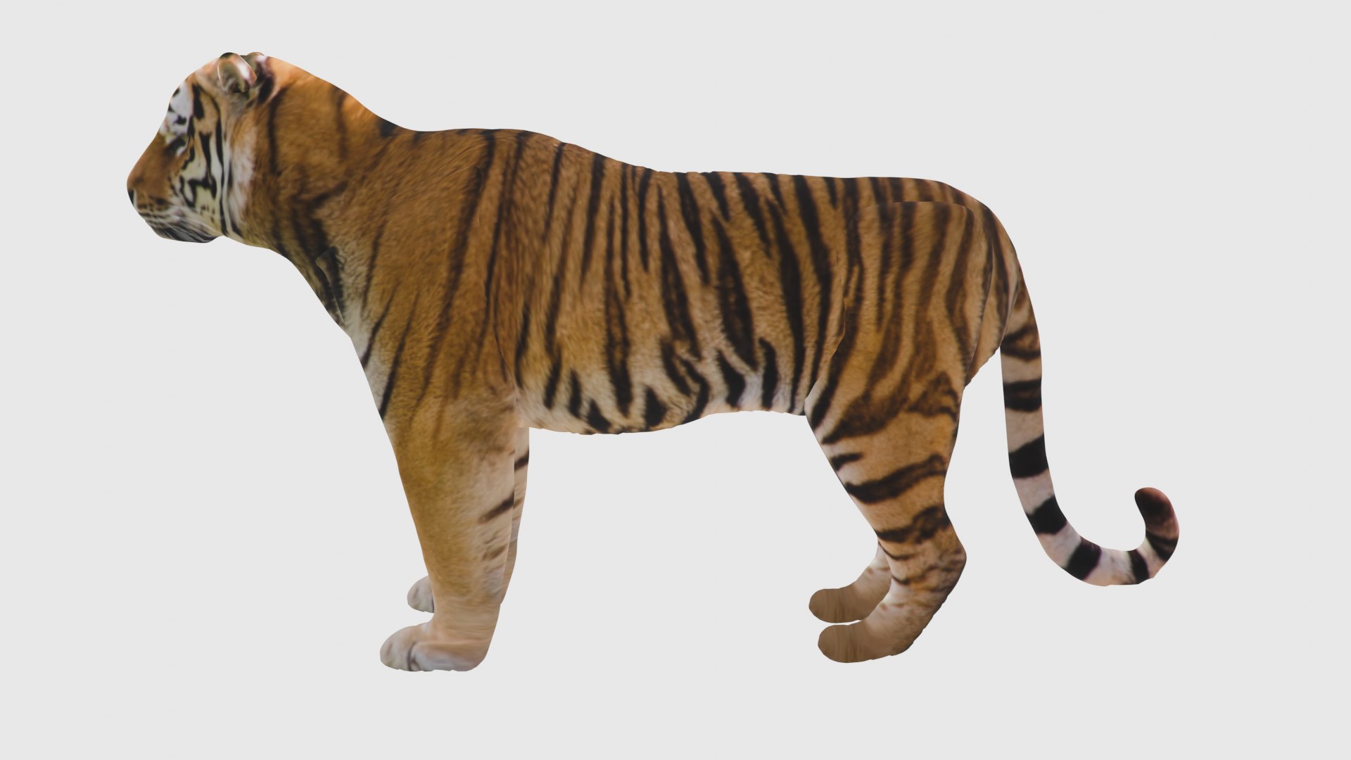 Low Poly Tiger Rigged With Realistic Texture 3D model - TurboSquid 1876171