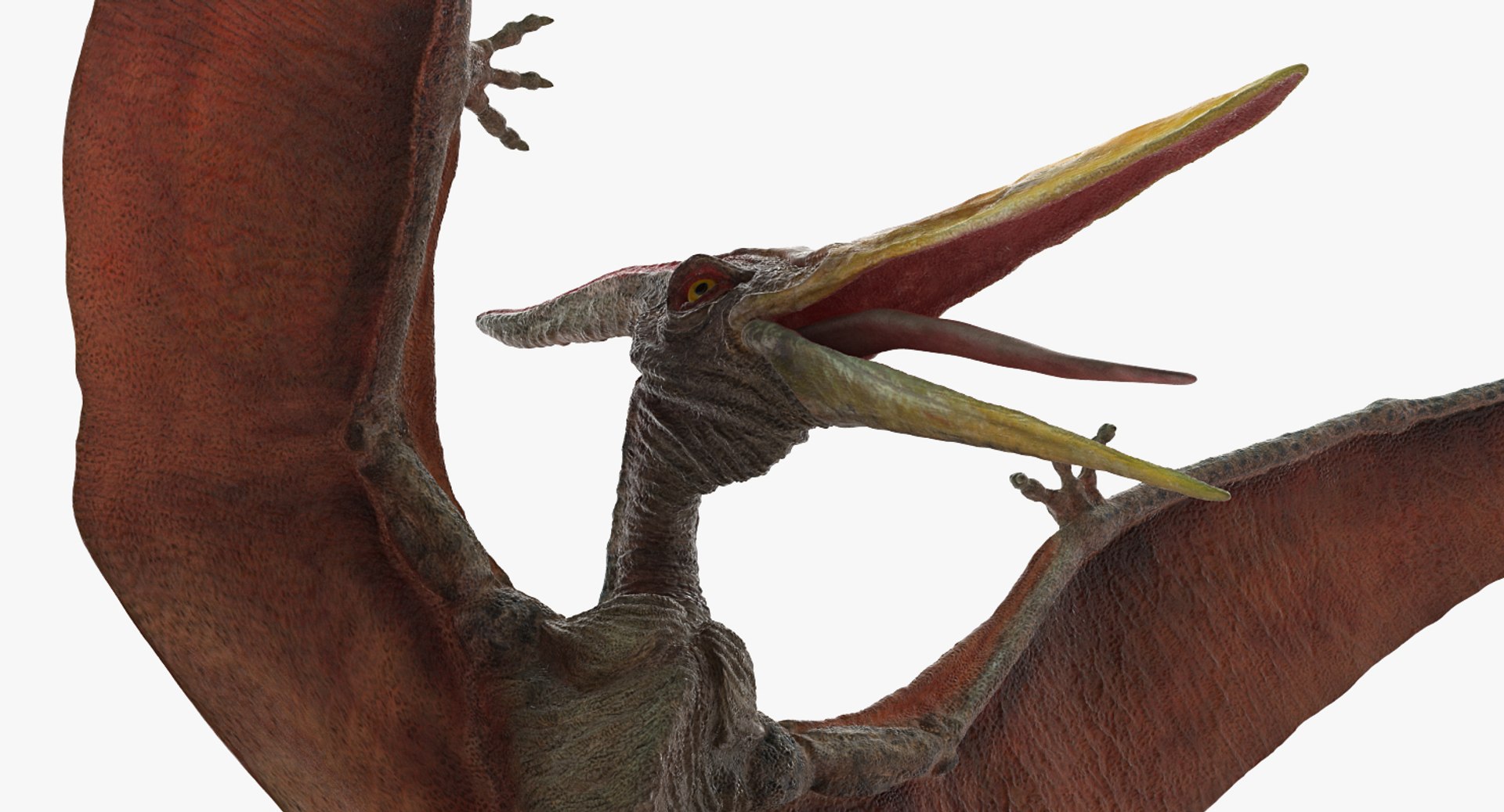 3D Pteranodon Rigged - TurboSquid 1479497