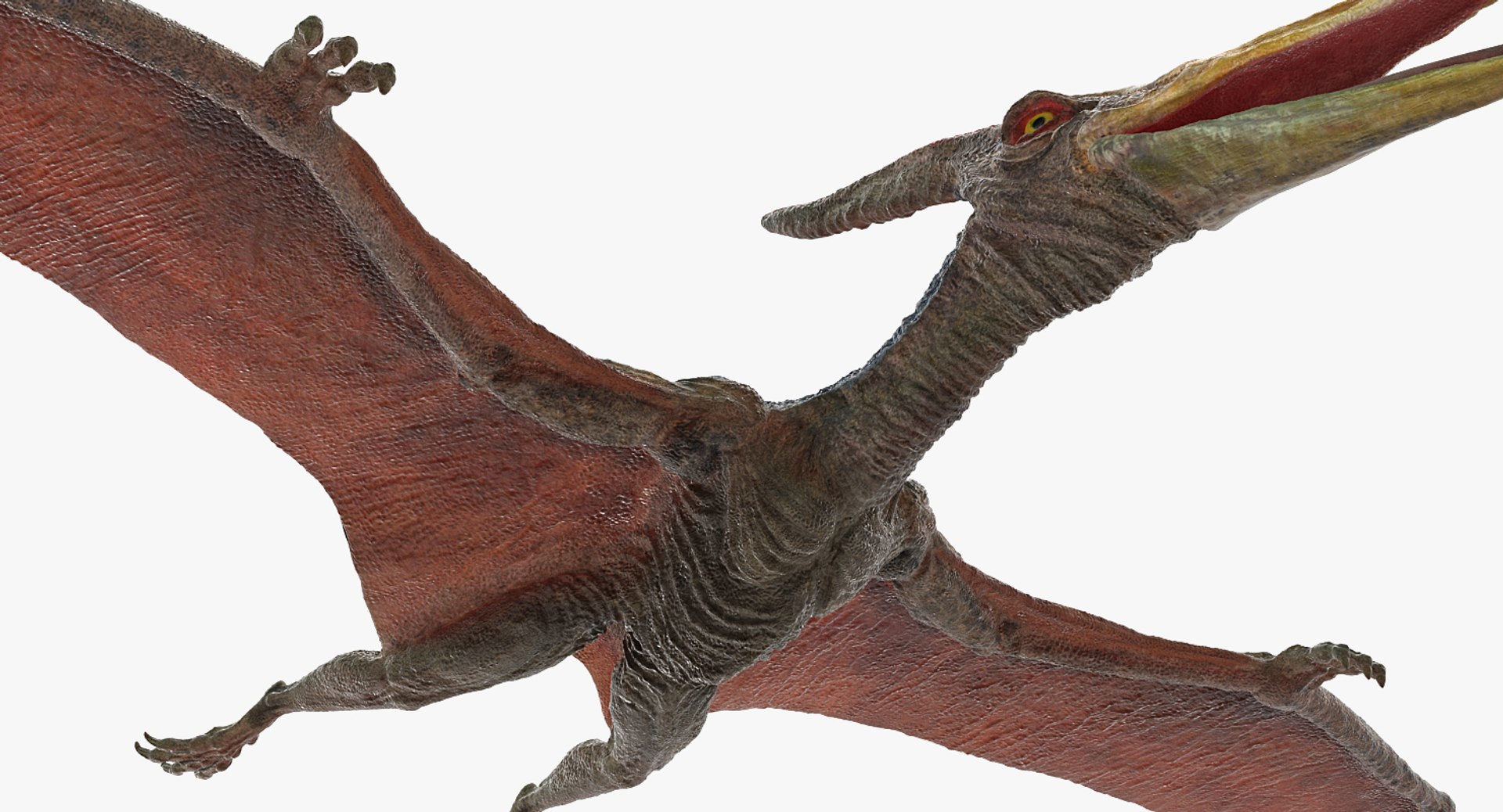 3D Pteranodon Rigged - TurboSquid 1479497