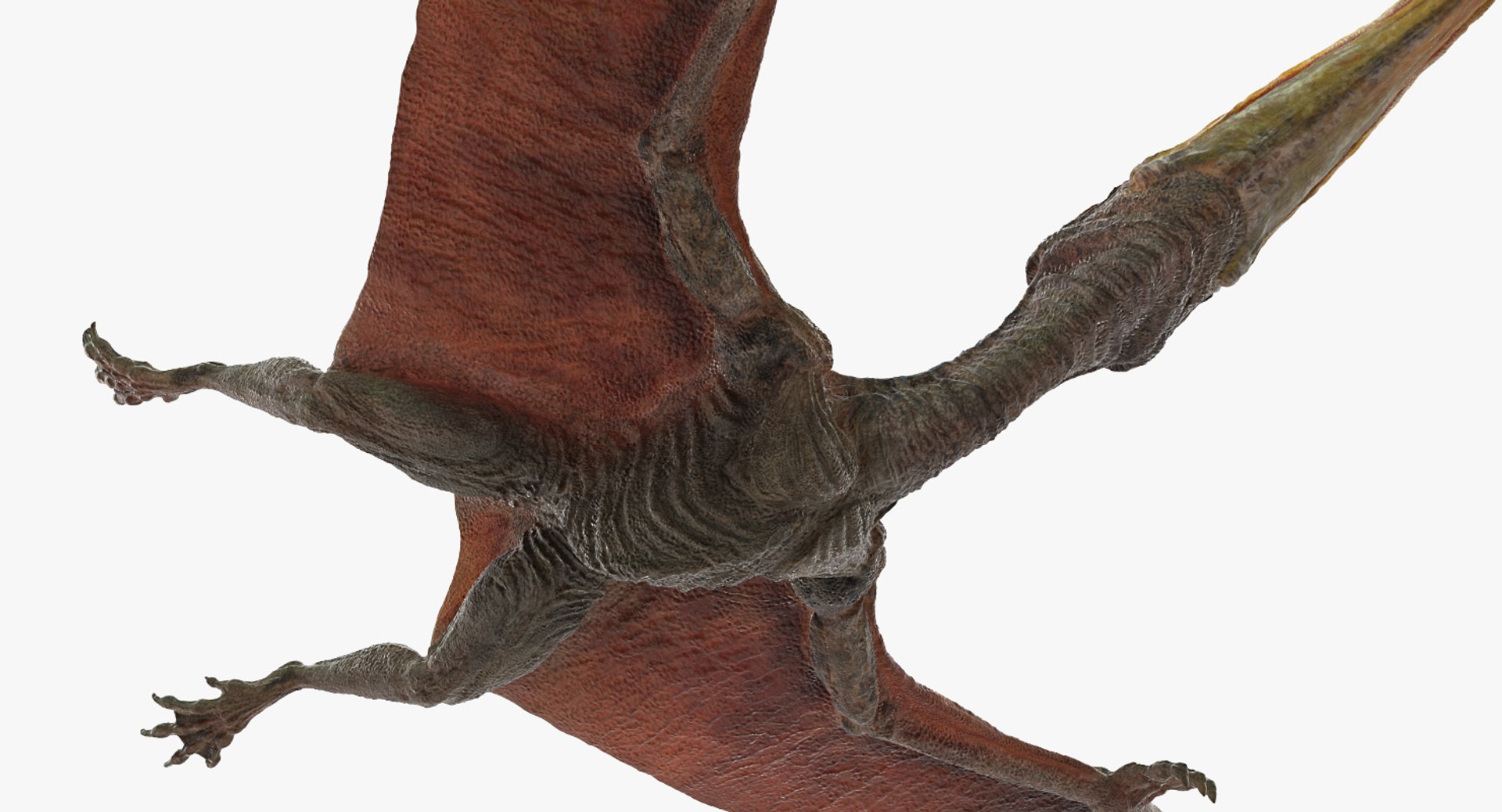 3D Pteranodon Rigged - TurboSquid 1479497