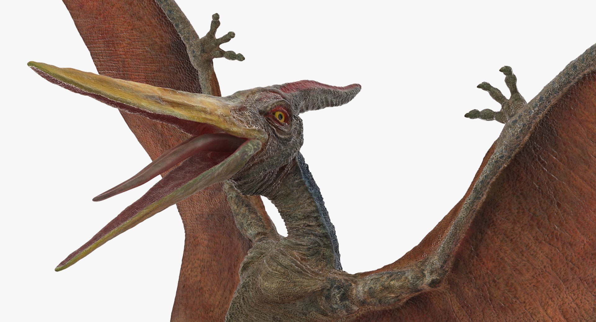 3D Pteranodon Rigged - TurboSquid 1479497