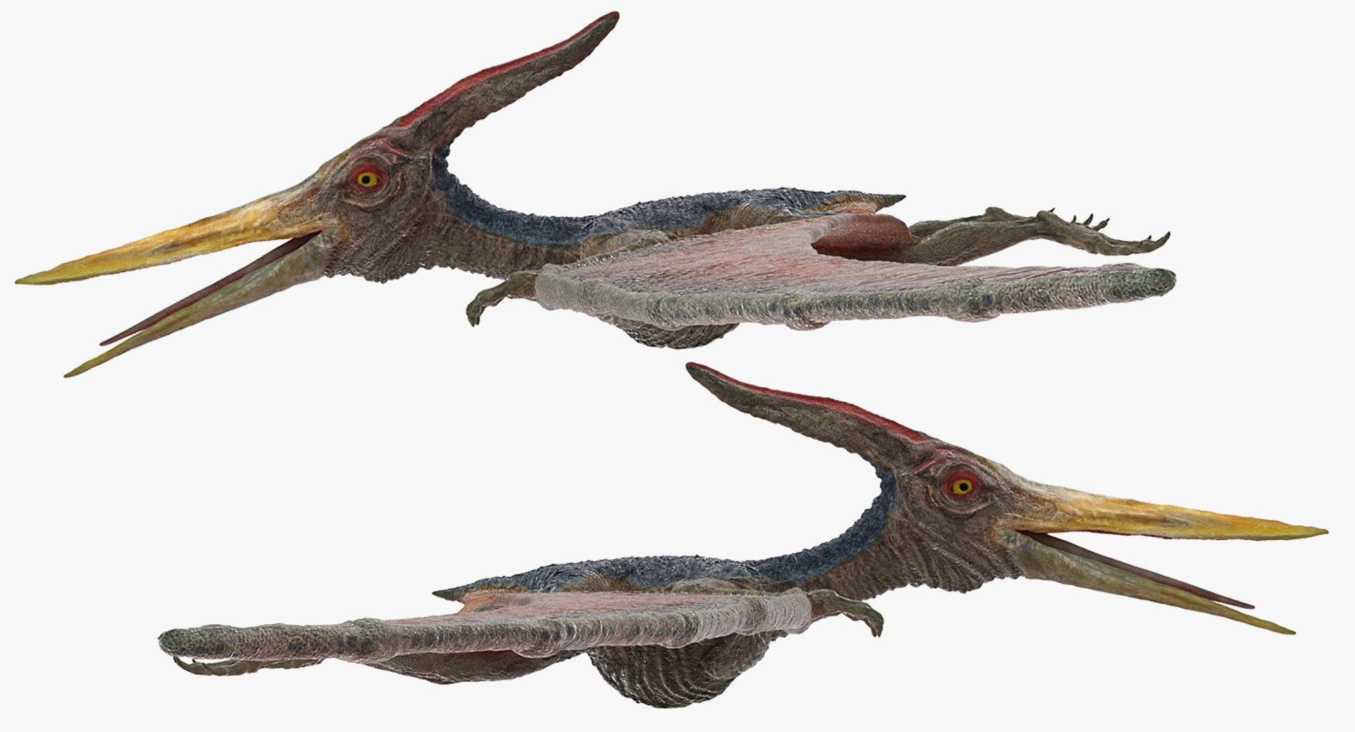 3D Pteranodon Rigged - TurboSquid 1479497