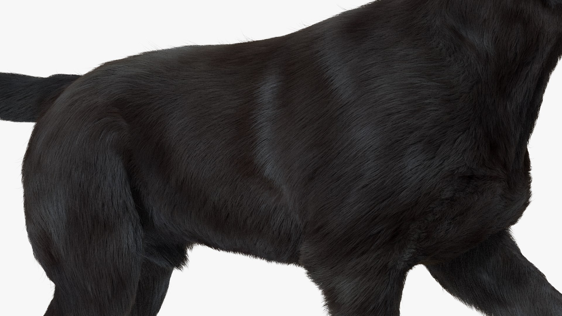 Labrador Dog Black Walking Fur 3D Model - TurboSquid 1822504