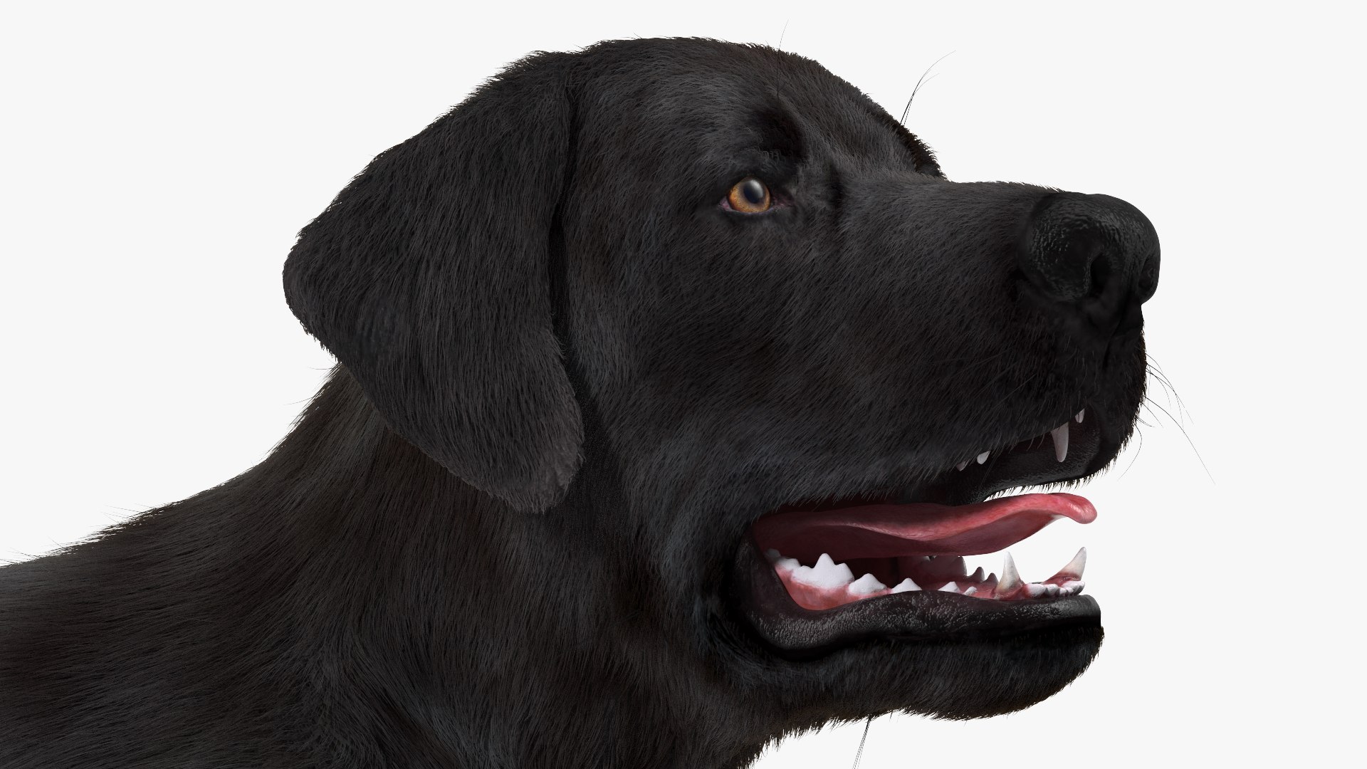Labrador Dog Black Walking Fur 3D Model - TurboSquid 1822504