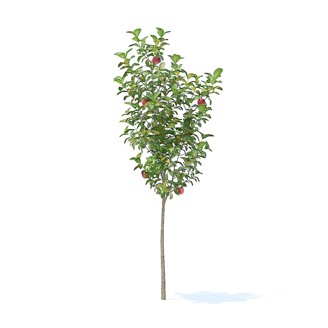 3D Model Apple Tree - TurboSquid 1252192