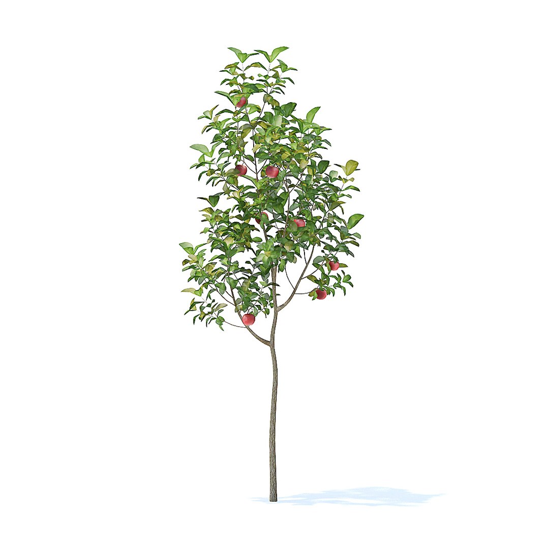 3D Model Apple Tree - TurboSquid 1252192