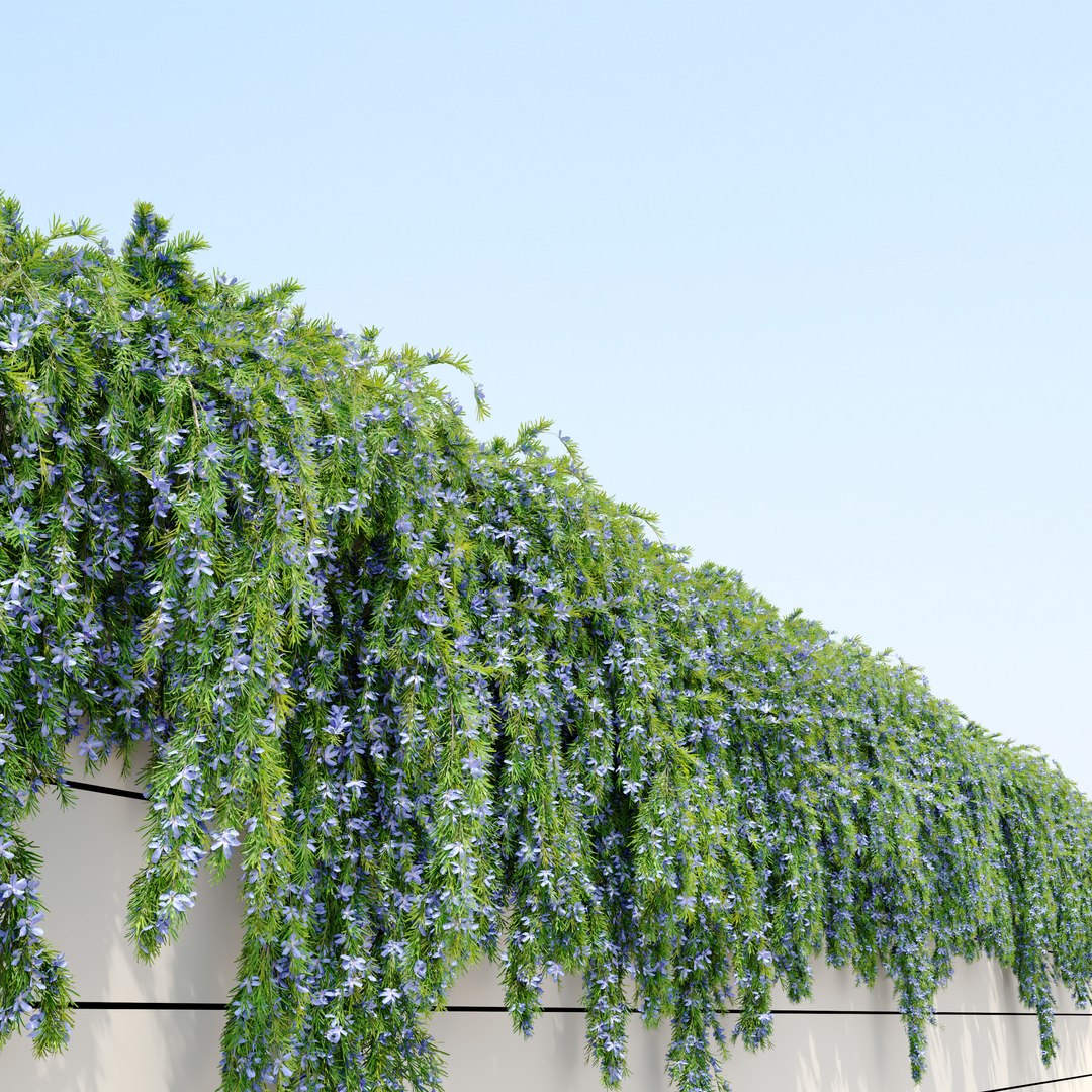 3D Cascading Rosemary 2 - TurboSquid 1938211