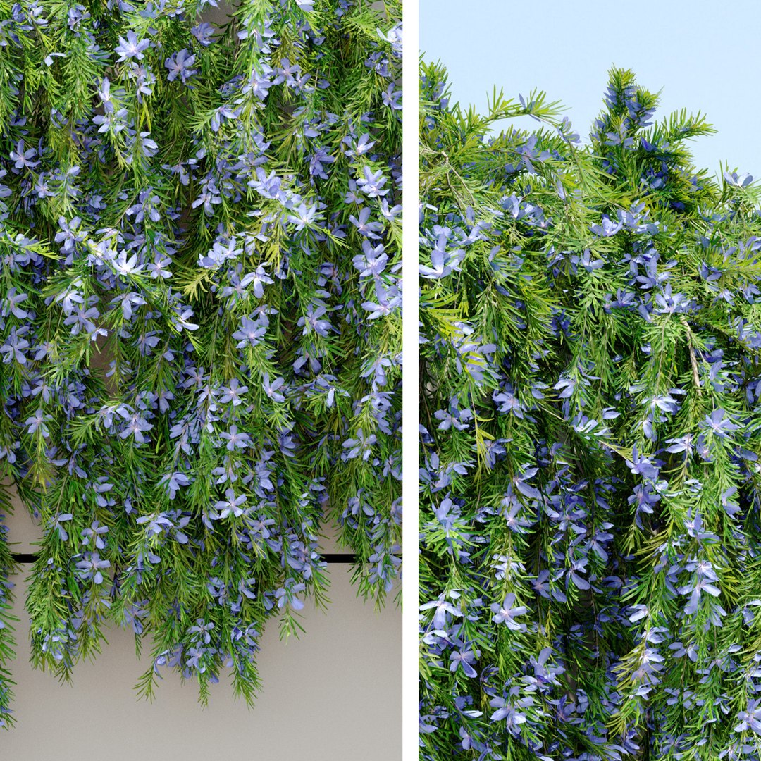 3D Cascading Rosemary 2 - TurboSquid 1938211